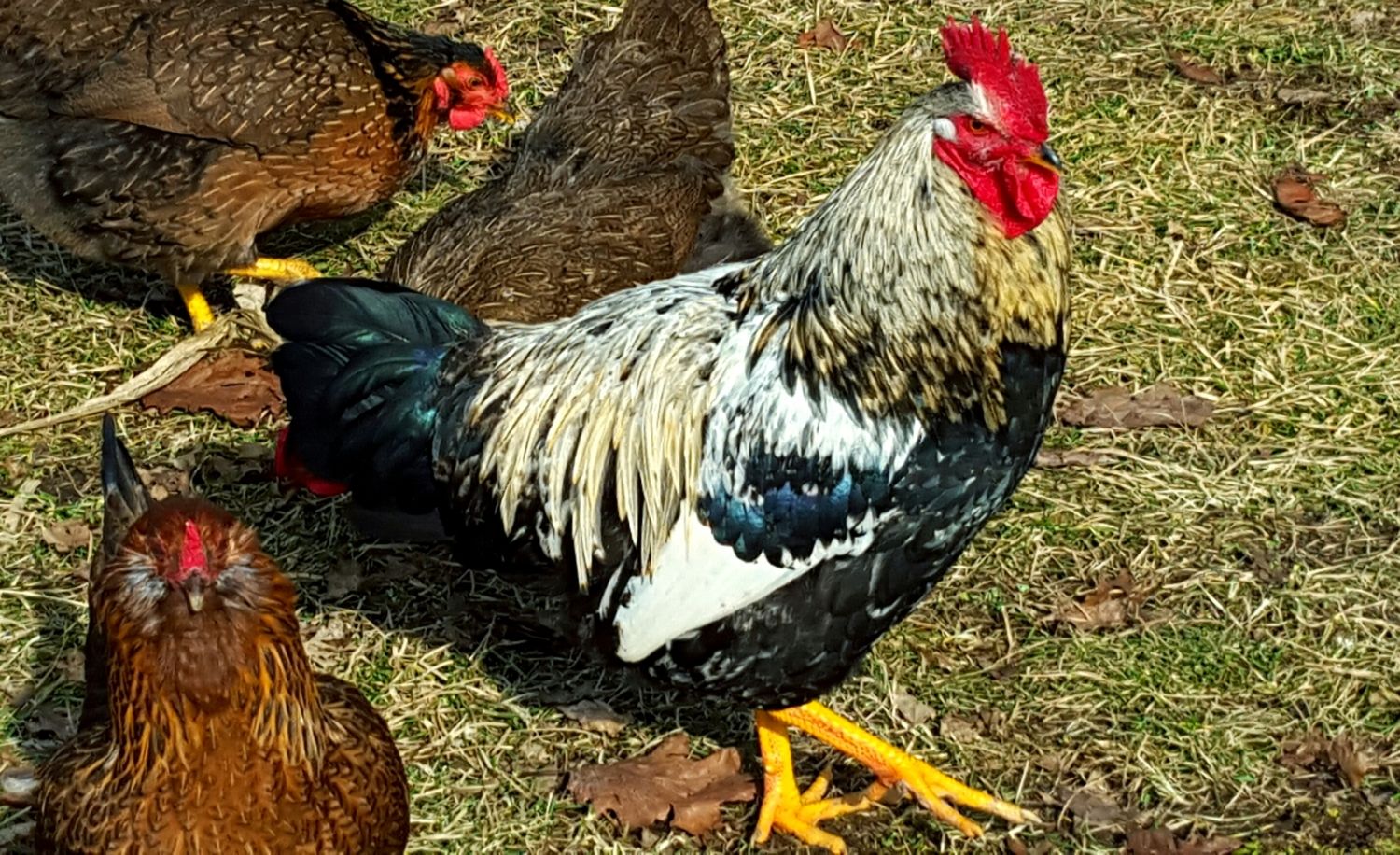 Welsummer/Silver Lace Wyandotte Cross | BackYard Chickens - Learn How ...