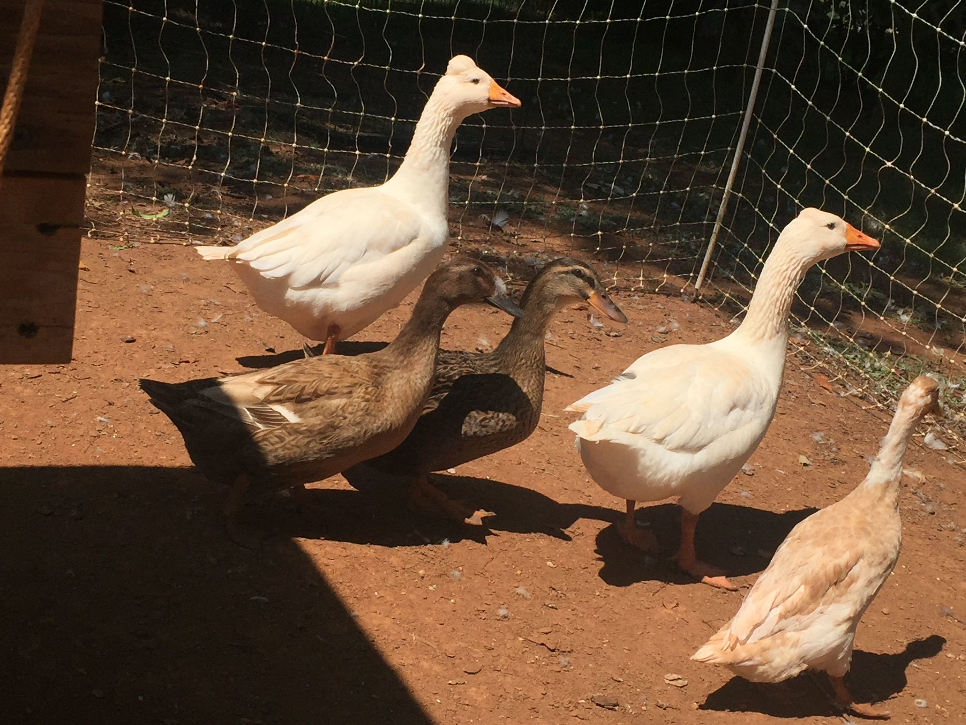 Sexing Roman tufted geese | BackYard Chickens - Learn How to Raise Chickens
