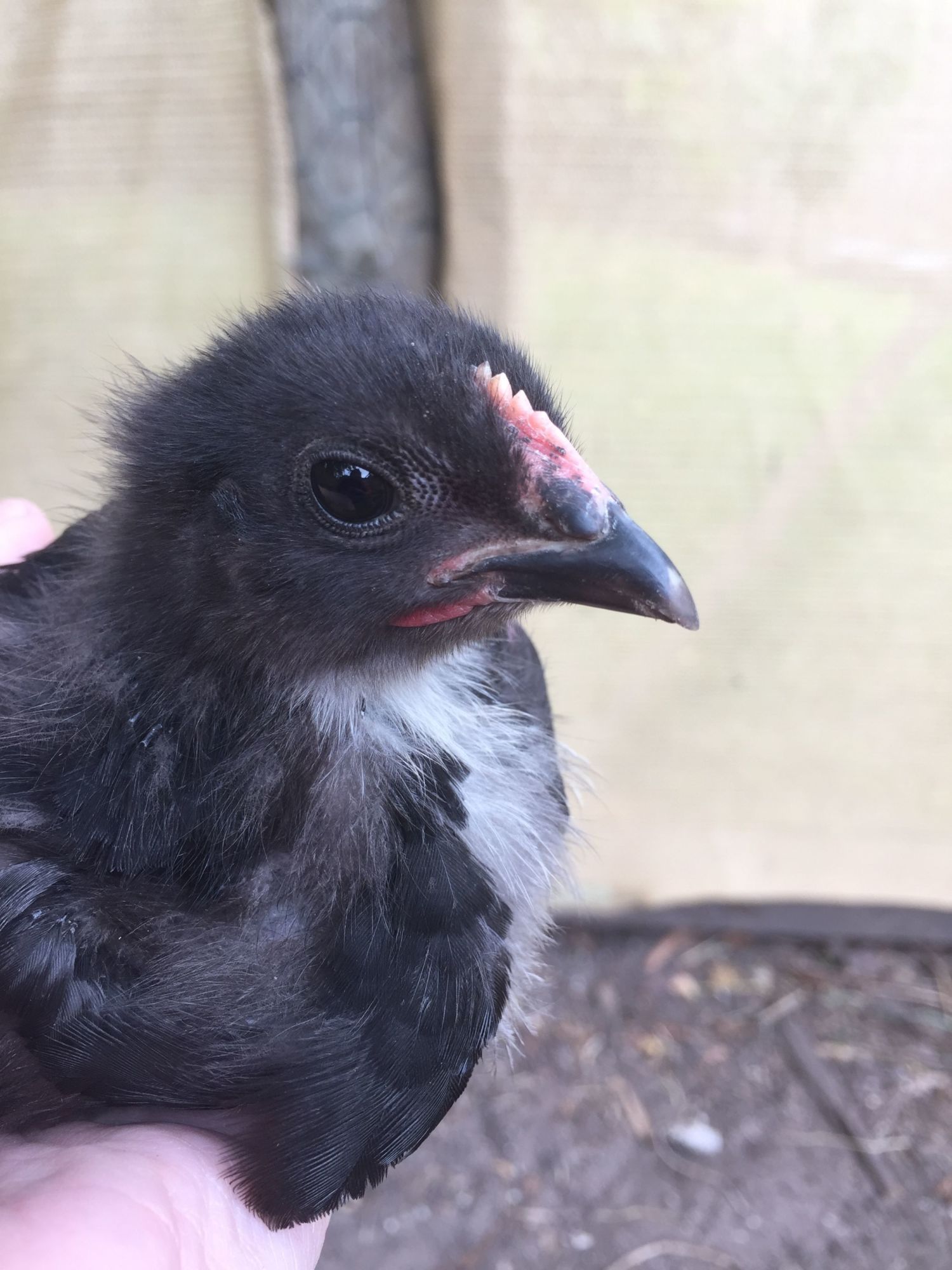 Girls or boys - Australorp chicks @ 4 weeks | BackYard Chickens - Learn ...
