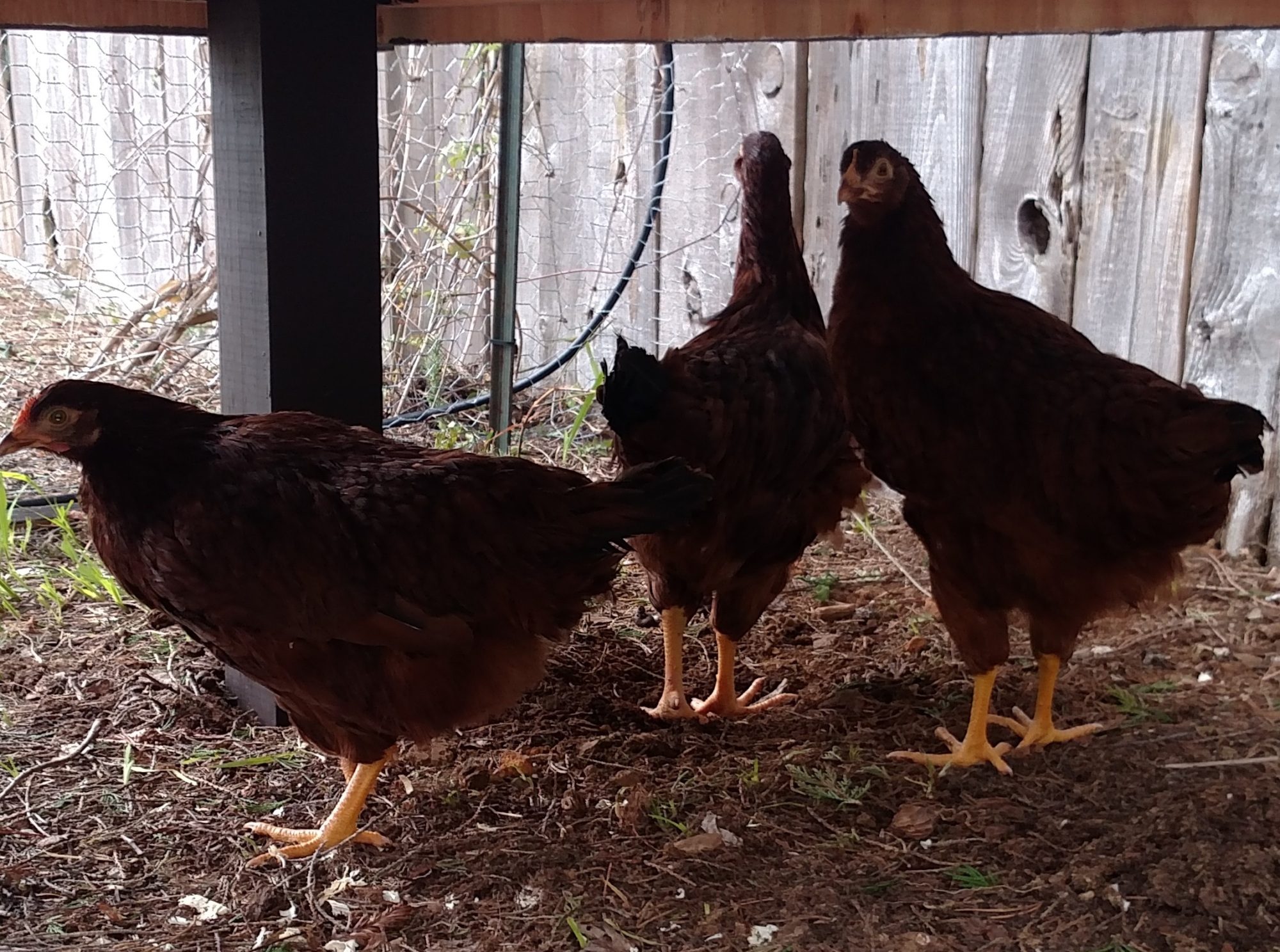Rhode Island Reds - Gender | BackYard Chickens - Learn How to Raise ...