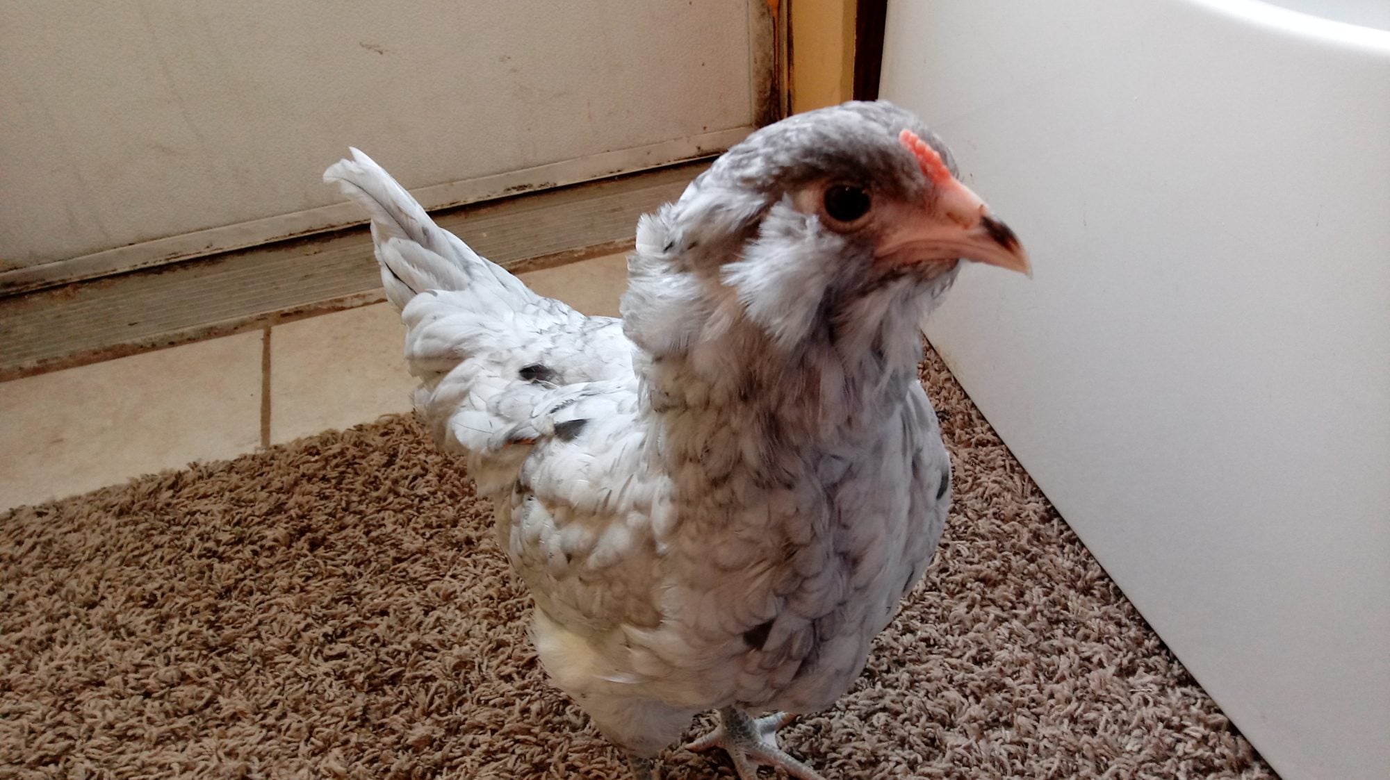 Girl or boy Splash Ameraucana??? | BackYard Chickens - Learn How to ...