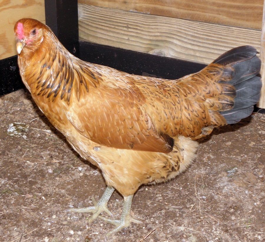 welsummer? | BackYard Chickens - Learn How to Raise Chickens