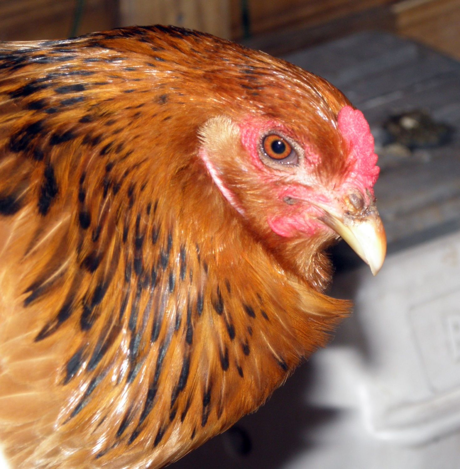 welsummer? | BackYard Chickens - Learn How to Raise Chickens