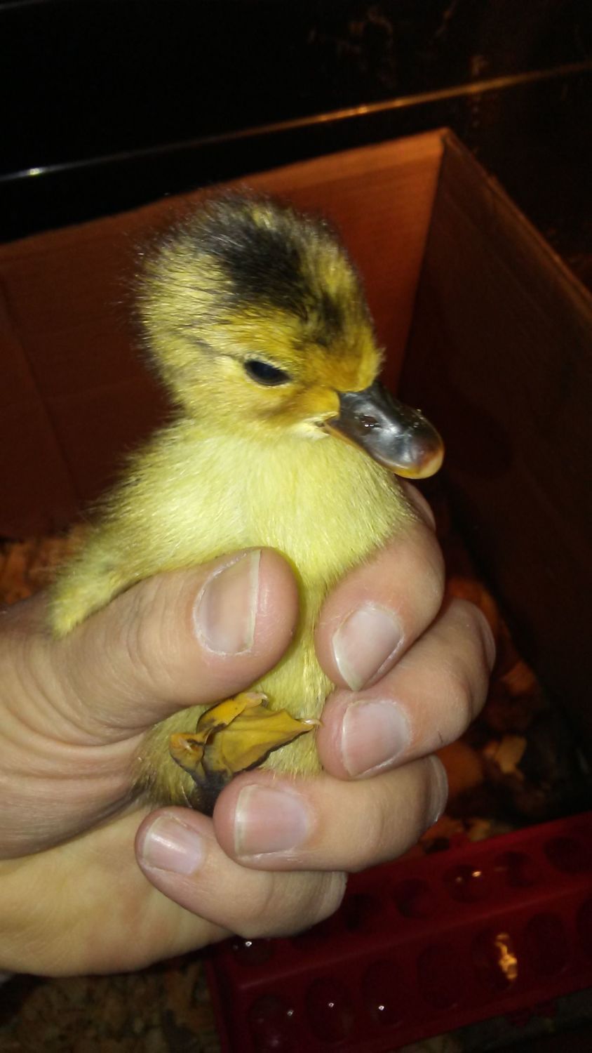 Silver appleyard welsh harlequin cross ?? | BackYard Chickens - Learn ...