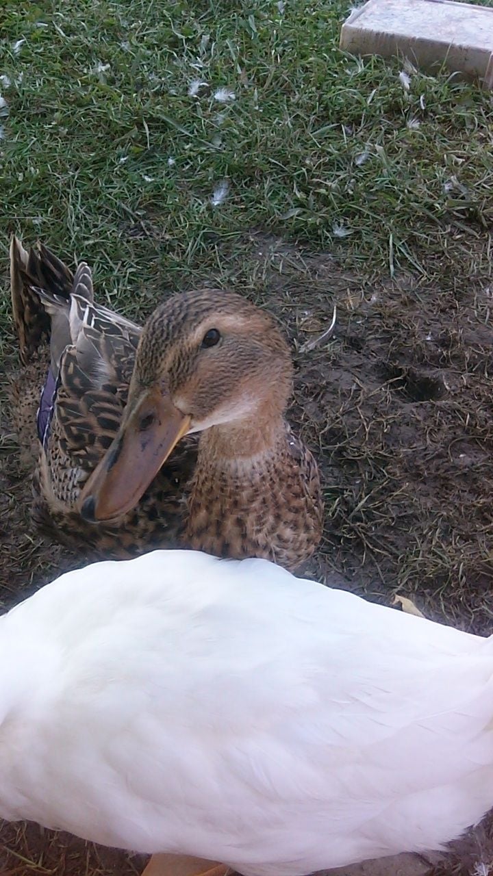 Silver appleyard welsh harlequin cross ?? | BackYard Chickens - Learn ...