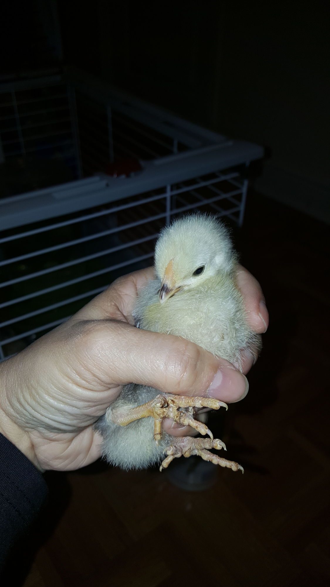 2 week old chicks | BackYard Chickens - Learn How to Raise Chickens
