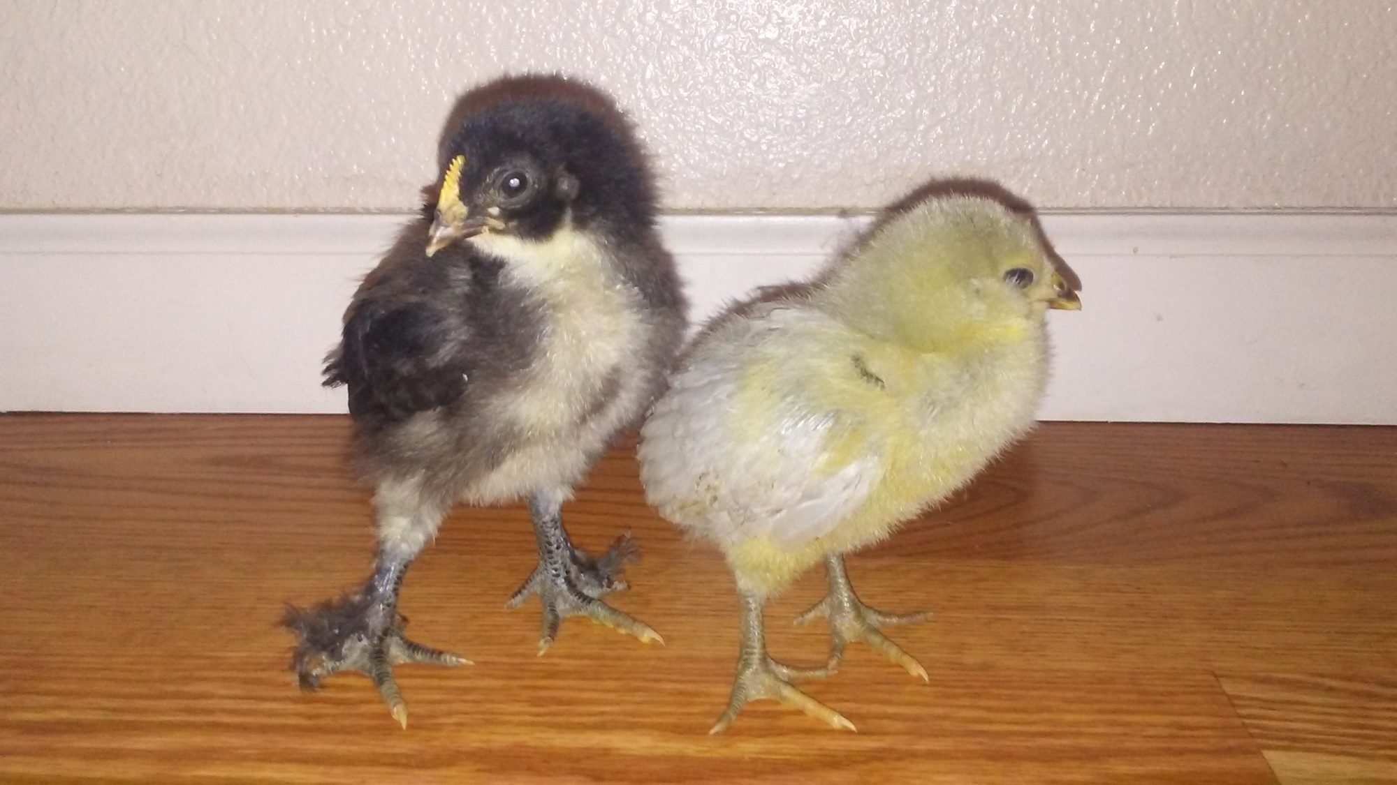 Confirm BCM Cockerel Please | BackYard Chickens - Learn How to Raise ...