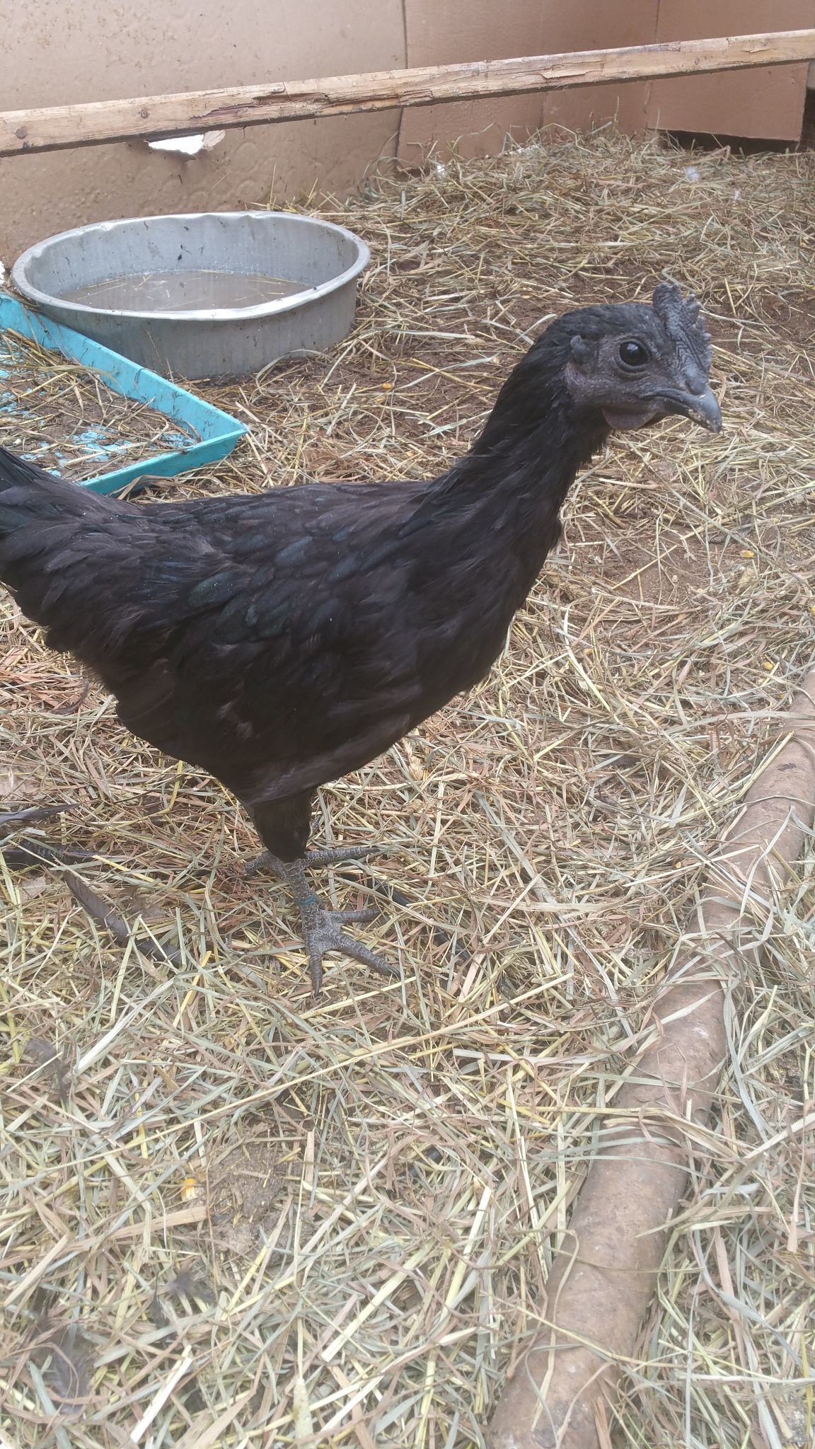 Late Rooster? | BackYard Chickens - Learn How to Raise Chickens