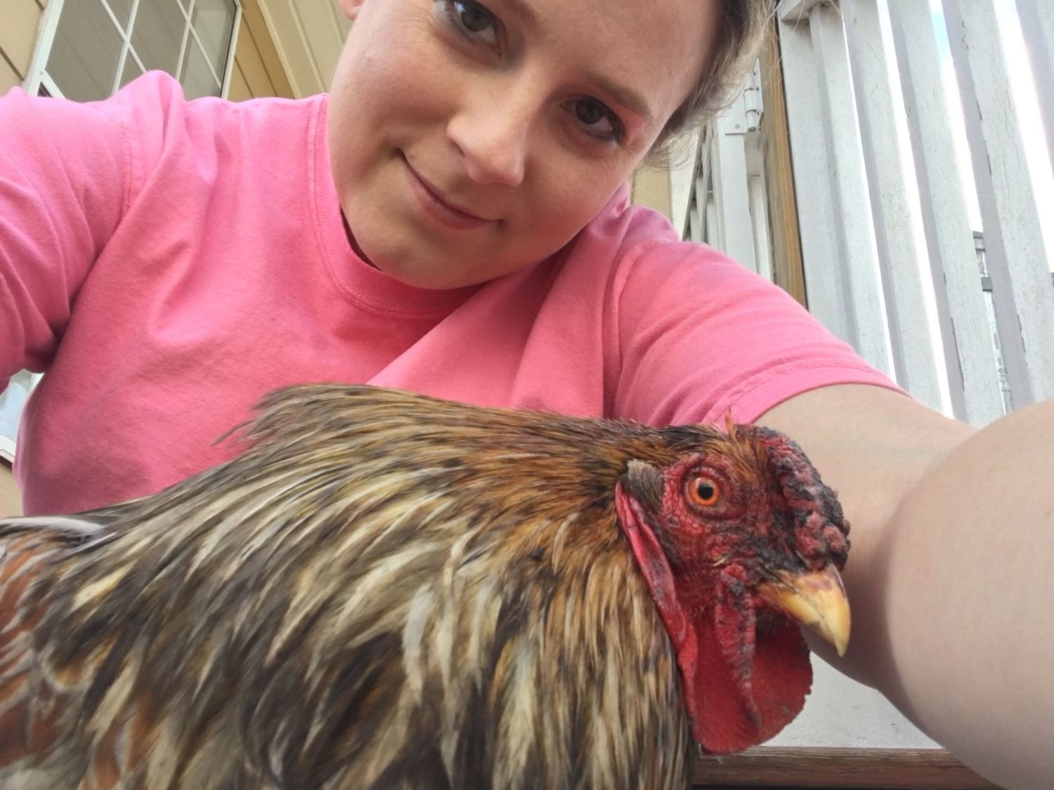 Broken neck? | BackYard Chickens - Learn How to Raise Chickens