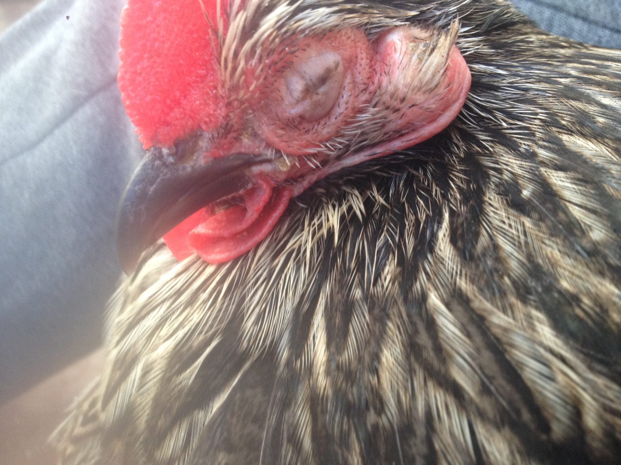 Swollen earlobe, crusty eye | BackYard Chickens - Learn How to Raise ...