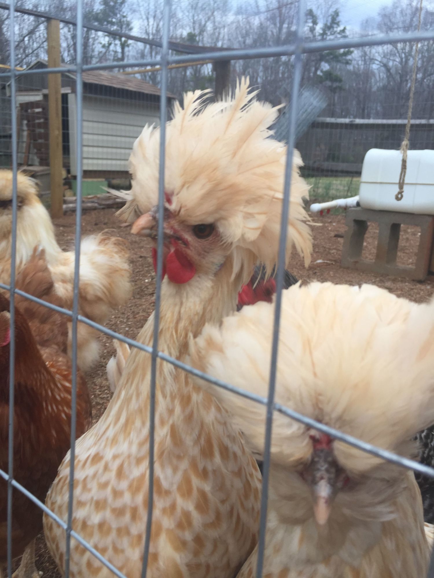 Different Wattles on Identical Hens | BackYard Chickens - Learn How to ...