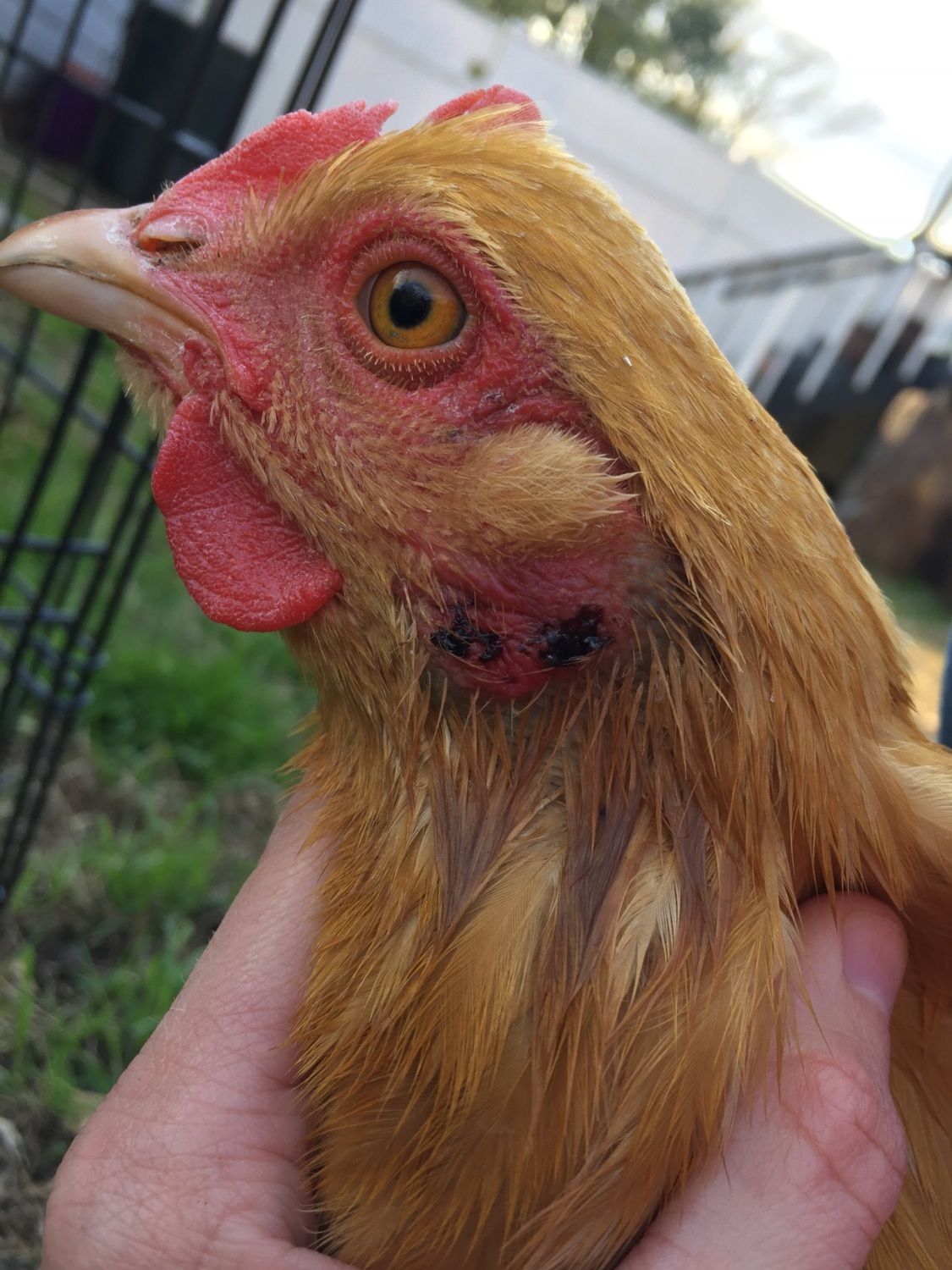 Ear infection or peck injury? | BackYard Chickens - Learn How to Raise ...