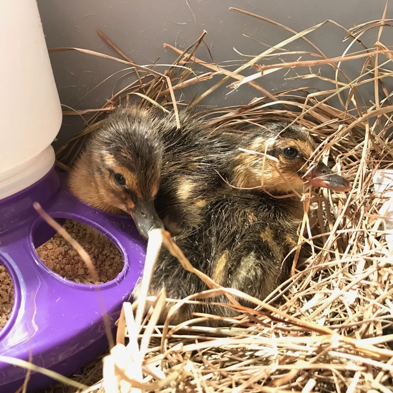 Rouen/Welsh Harlequin Cross? | BackYard Chickens - Learn How to Raise ...