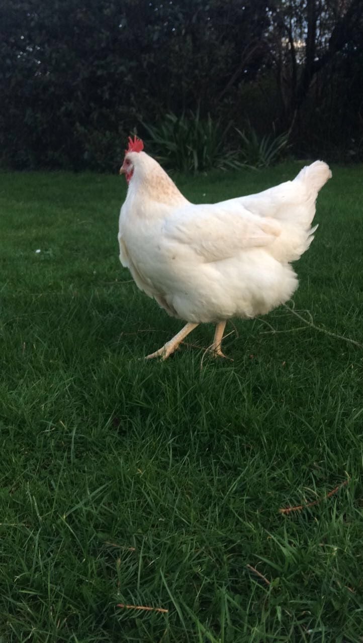 Help my chicken is limping | BackYard Chickens - Learn How to Raise ...