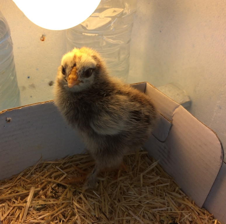 Need help identifying the breed of this precious chick! | BackYard ...
