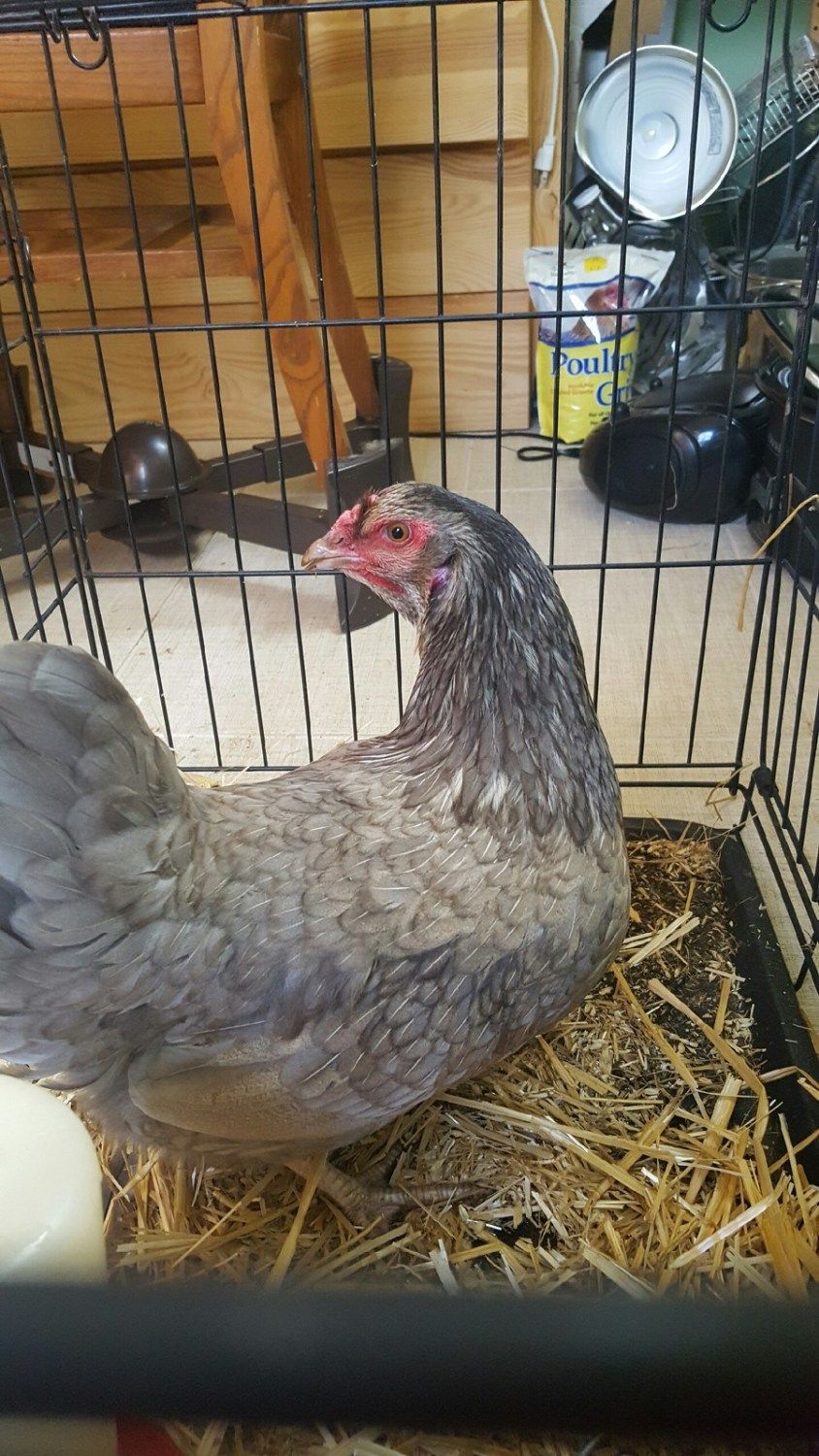 What is this gal? | BackYard Chickens - Learn How to Raise Chickens