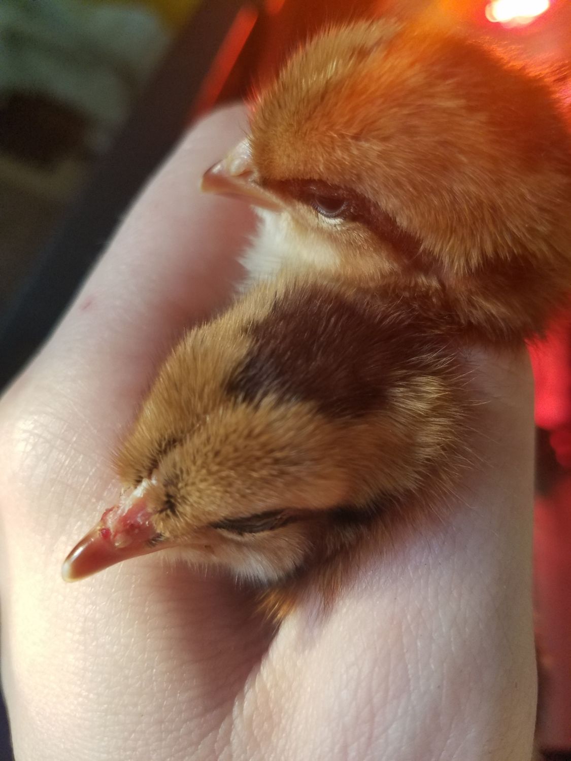 Baby chick' beak | BackYard Chickens - Learn How to Raise Chickens