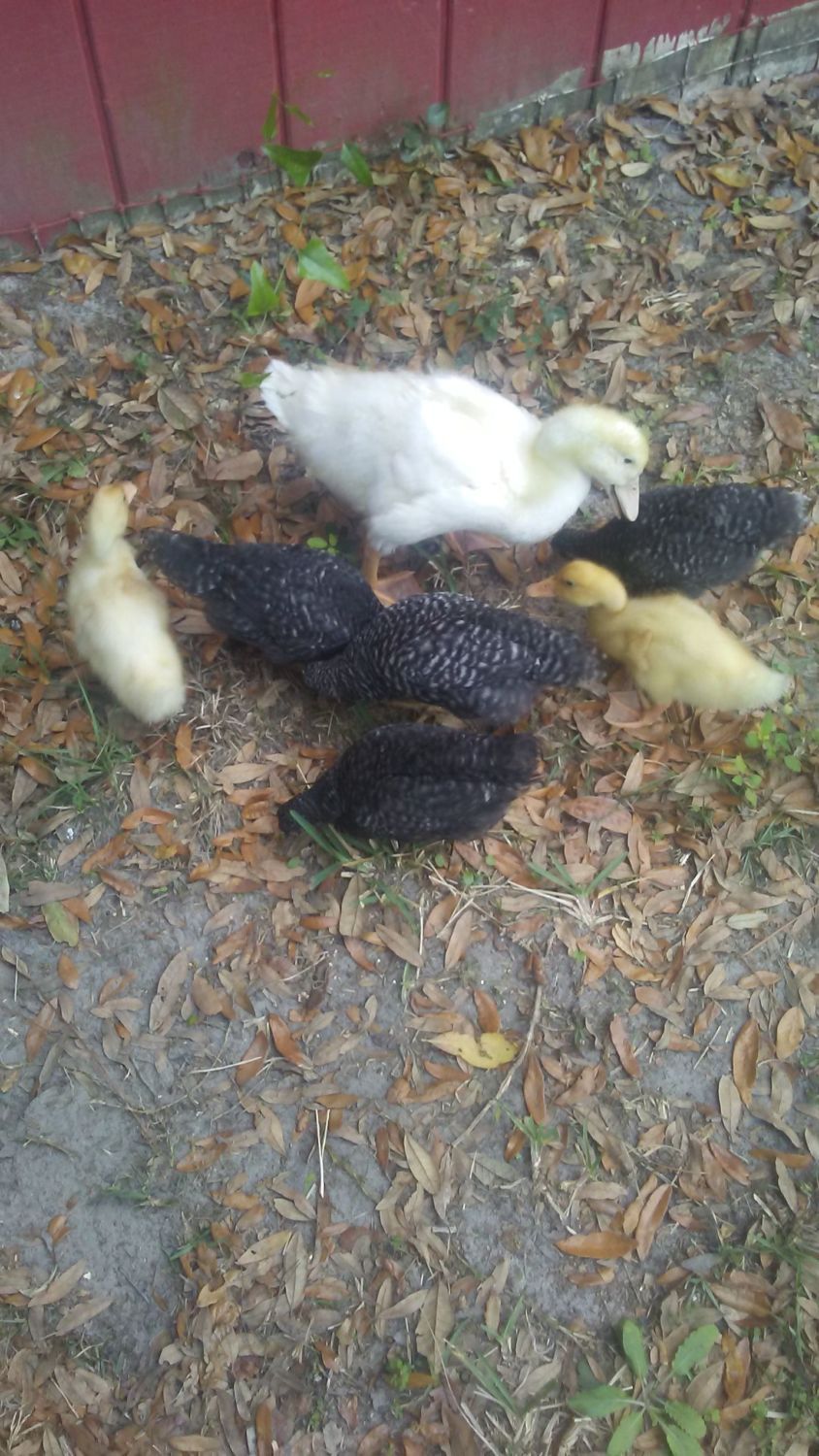 7-8 week old BR chick Hen or Roo? | BackYard Chickens - Learn How to ...