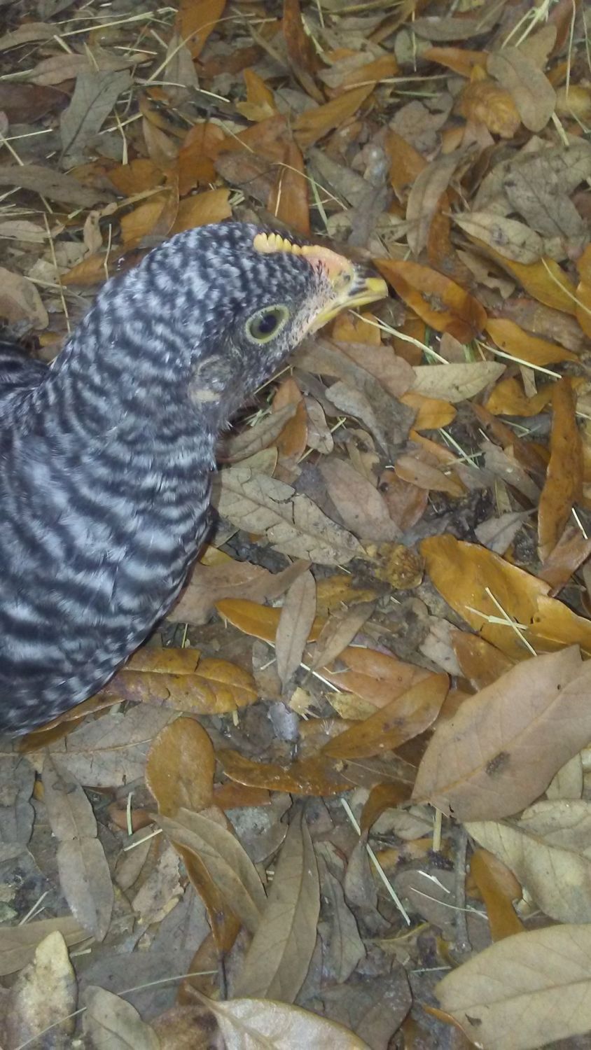 7-8 week old BR chick Hen or Roo? | BackYard Chickens - Learn How to ...