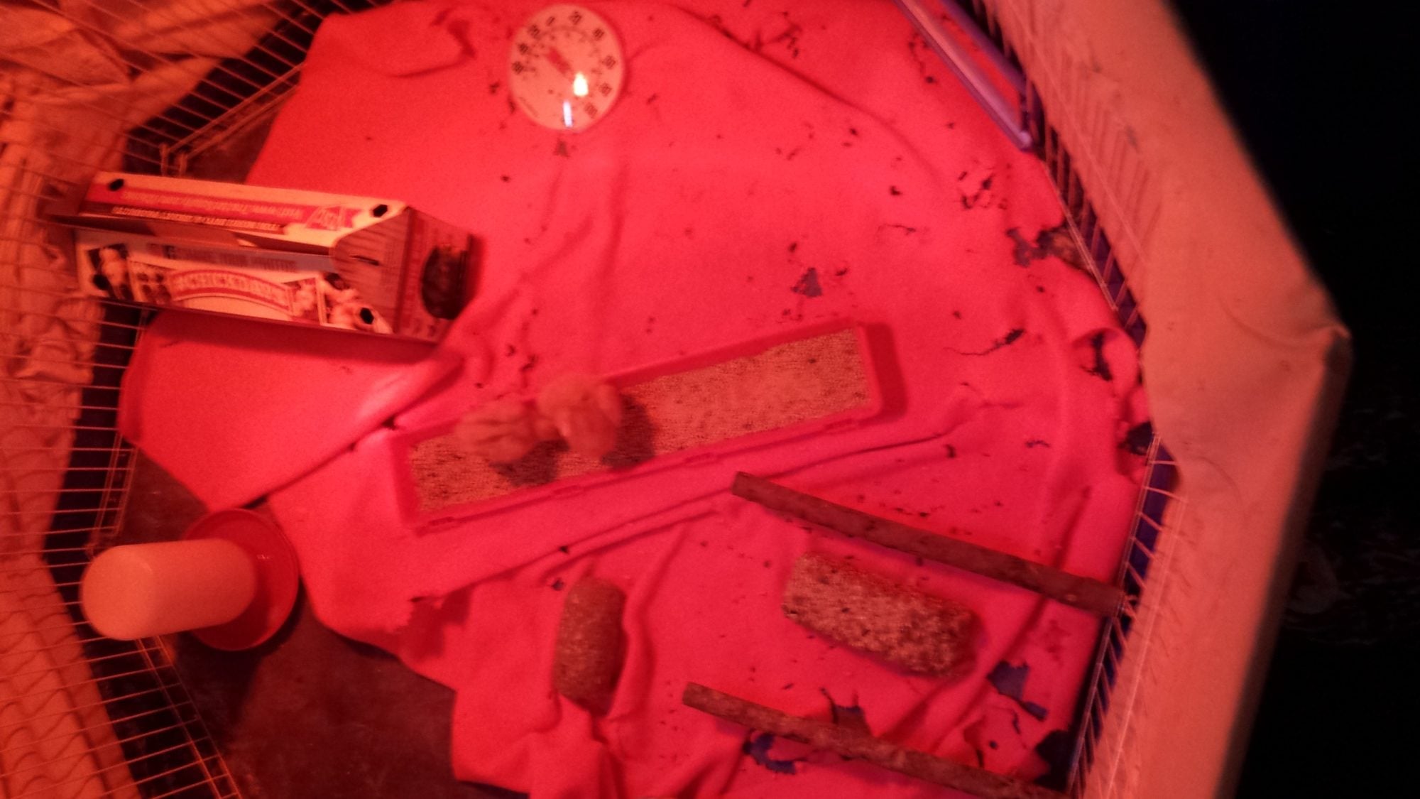 Cry Baby Chick Won't Stop Crying | BackYard Chickens - Learn How to ...