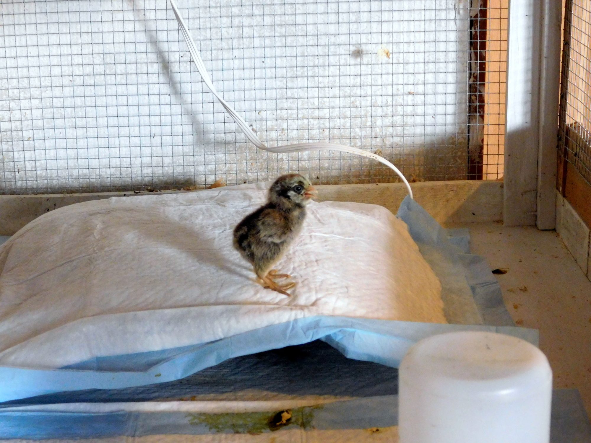 Cry Baby Chick Won't Stop Crying | Page 3 | BackYard Chickens - Learn ...