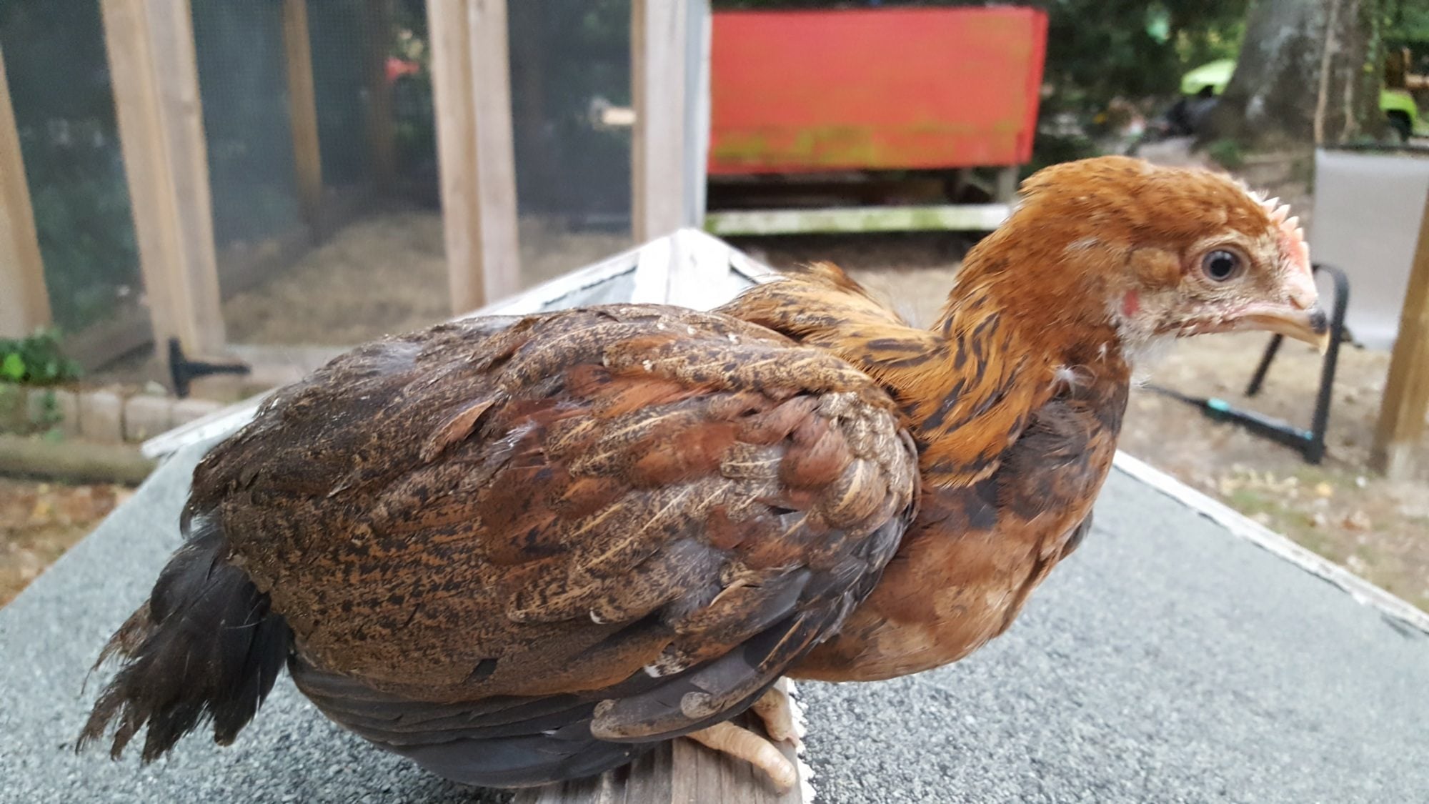 welsummer rooster 8 weeks