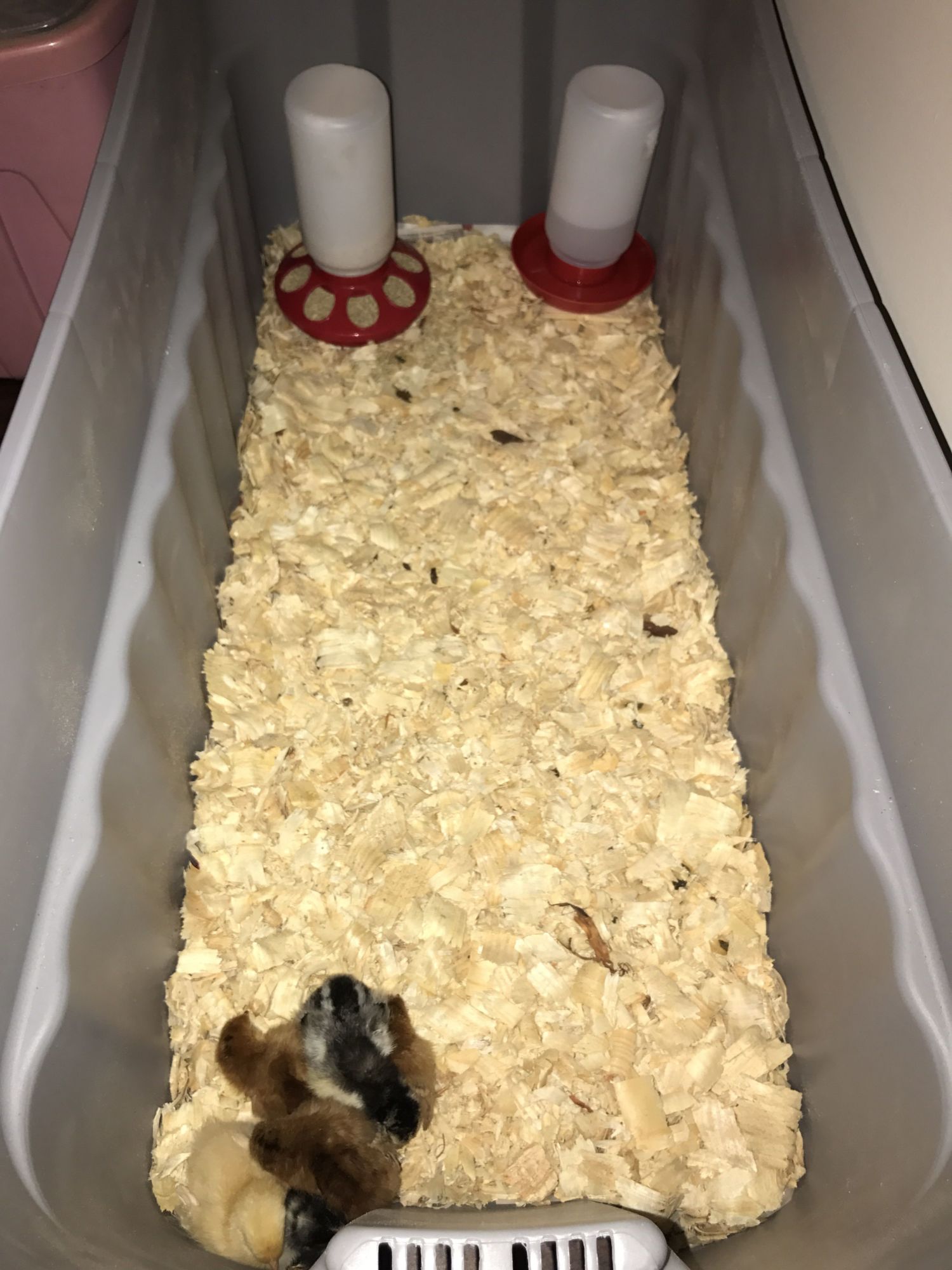 1 week old chicks | BackYard Chickens - Learn How to Raise Chickens