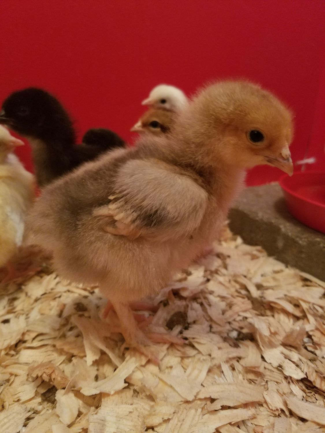 Wingfeather Sexing Chicks Backyard Chickens Learn How To Raise Chickens
