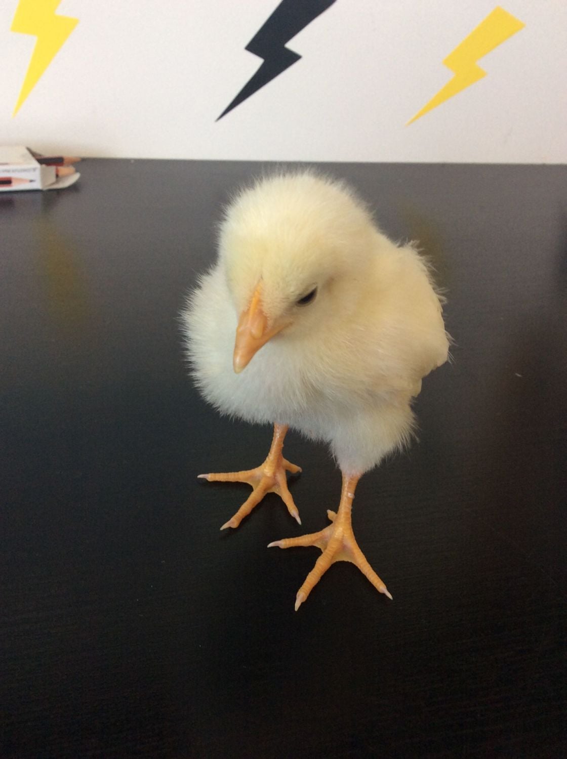 Chicken ID | BackYard Chickens - Learn How to Raise Chickens