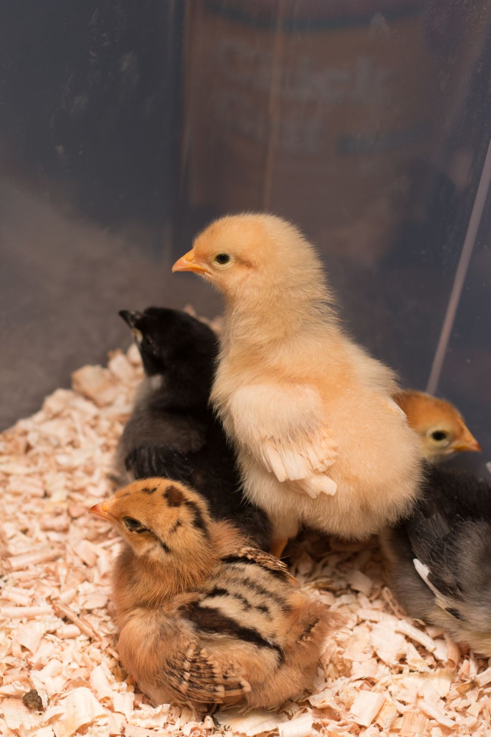 5 chick breeds | BackYard Chickens - Learn How to Raise Chickens