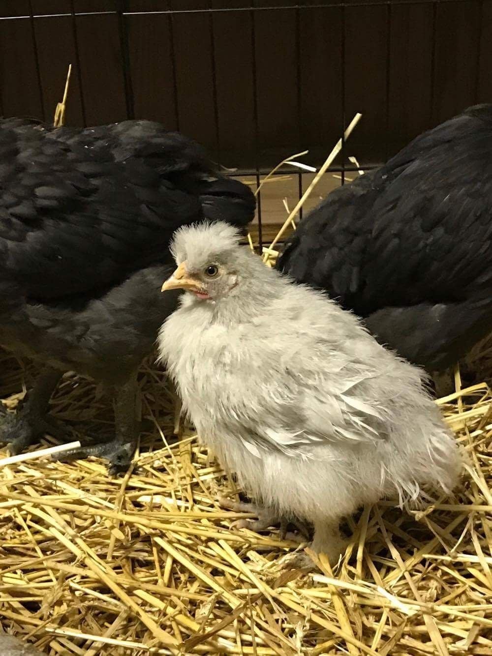Bantam Silkie - Roo or hen? | BackYard Chickens - Learn How to Raise ...