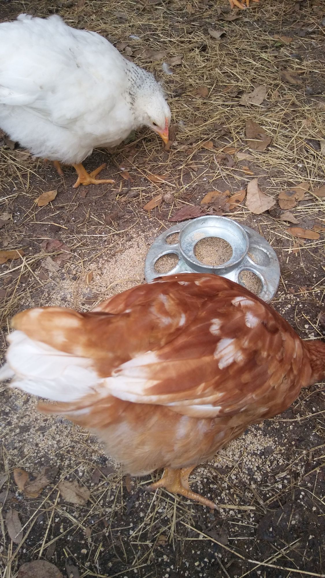 Post pics of golden comets or red stars | BackYard Chickens - Learn How ...