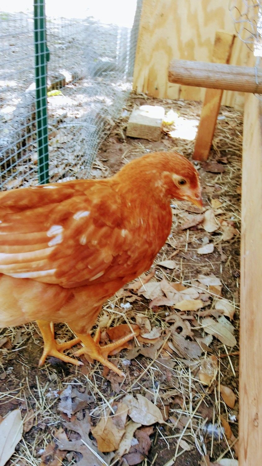 Post pics of golden comets or red stars | BackYard Chickens - Learn How ...
