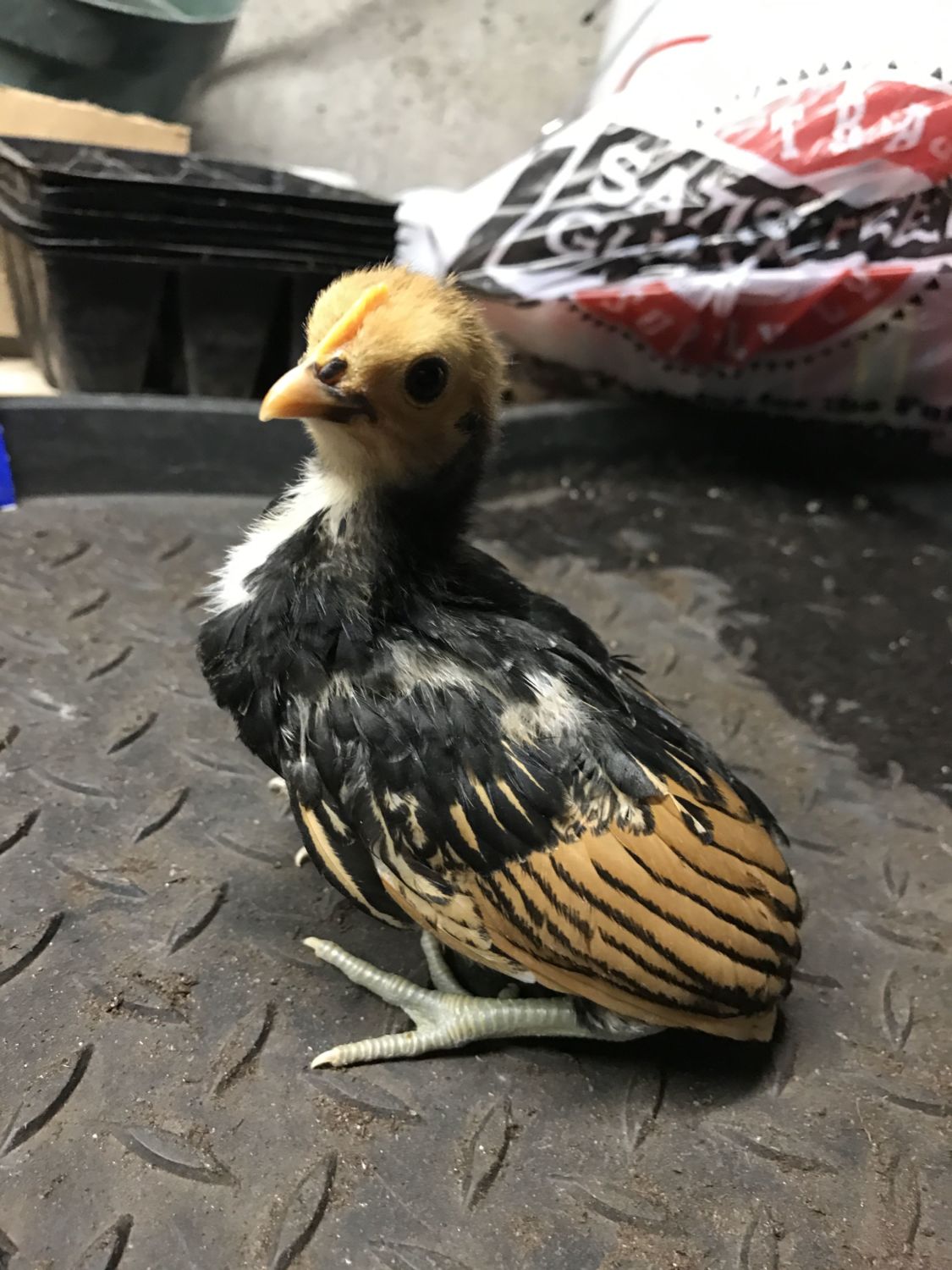 Silver Sebright Sexing | BackYard Chickens - Learn How to Raise Chickens