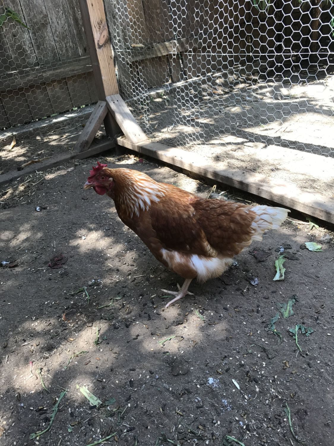 Sick Chicken, any advice would be super helpful! | BackYard Chickens ...