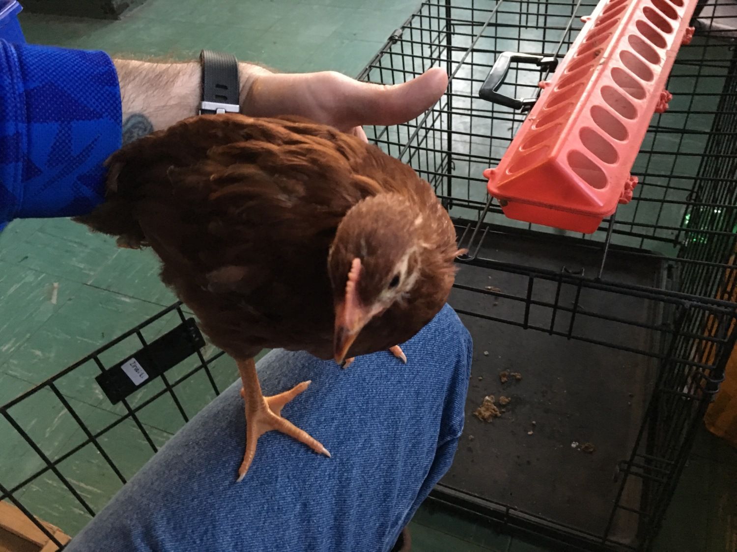 About 6 week old RIR suspected cockerel | BackYard Chickens - Learn How ...