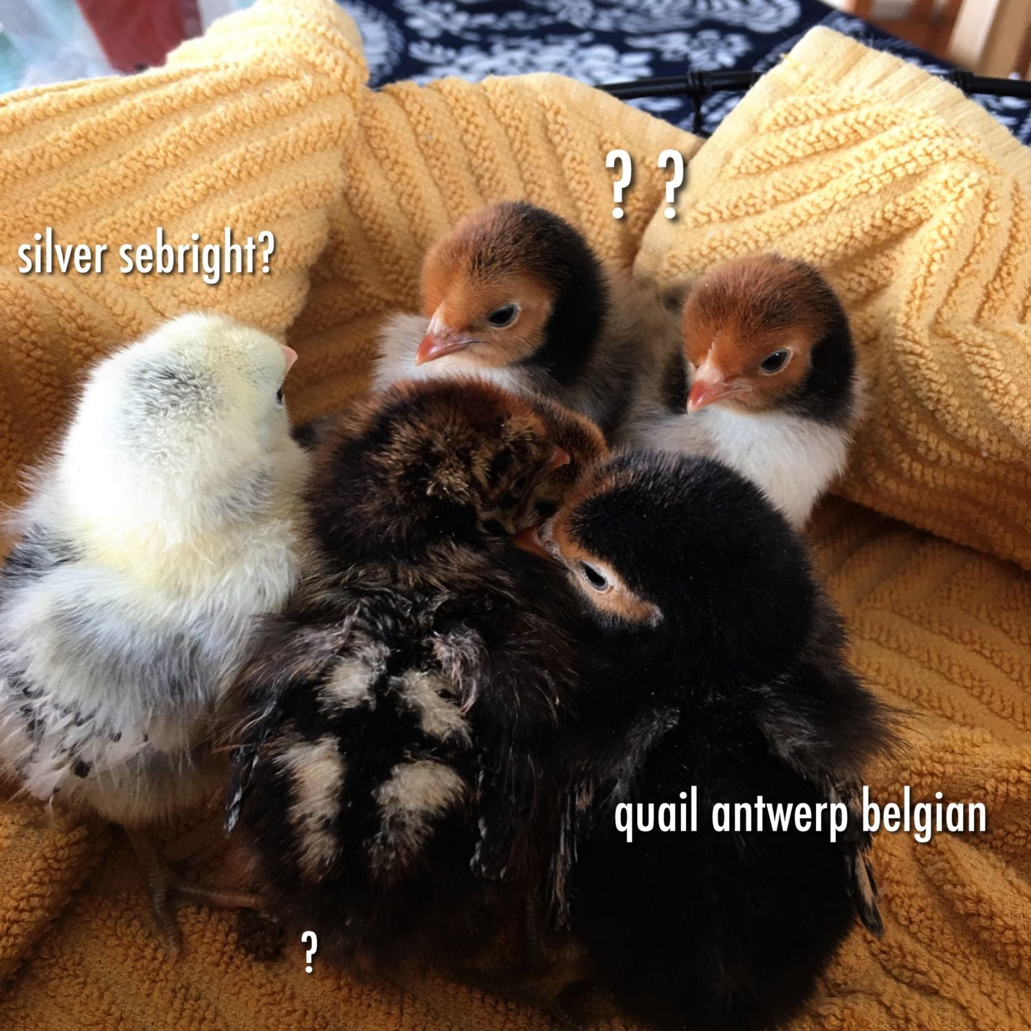 Help identifying these clean leg bantam chicks? | BackYard Chickens ...