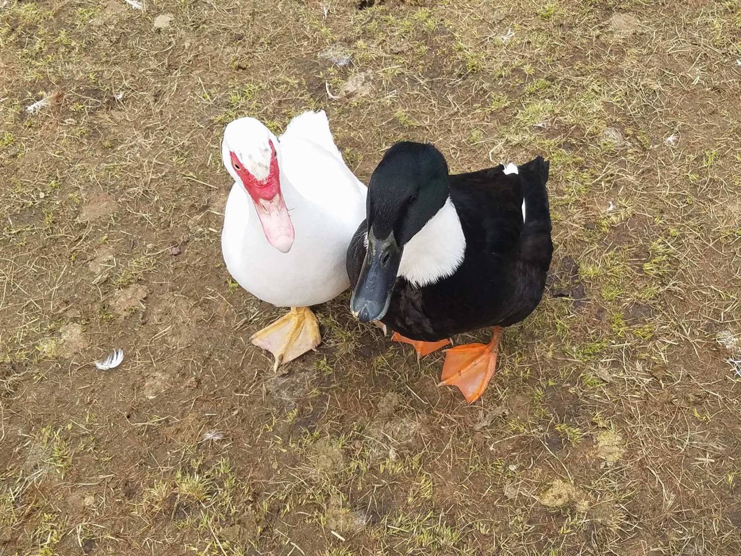 Pekin, Black Runner, or Black Swedish? | BackYard Chickens - Learn How ...