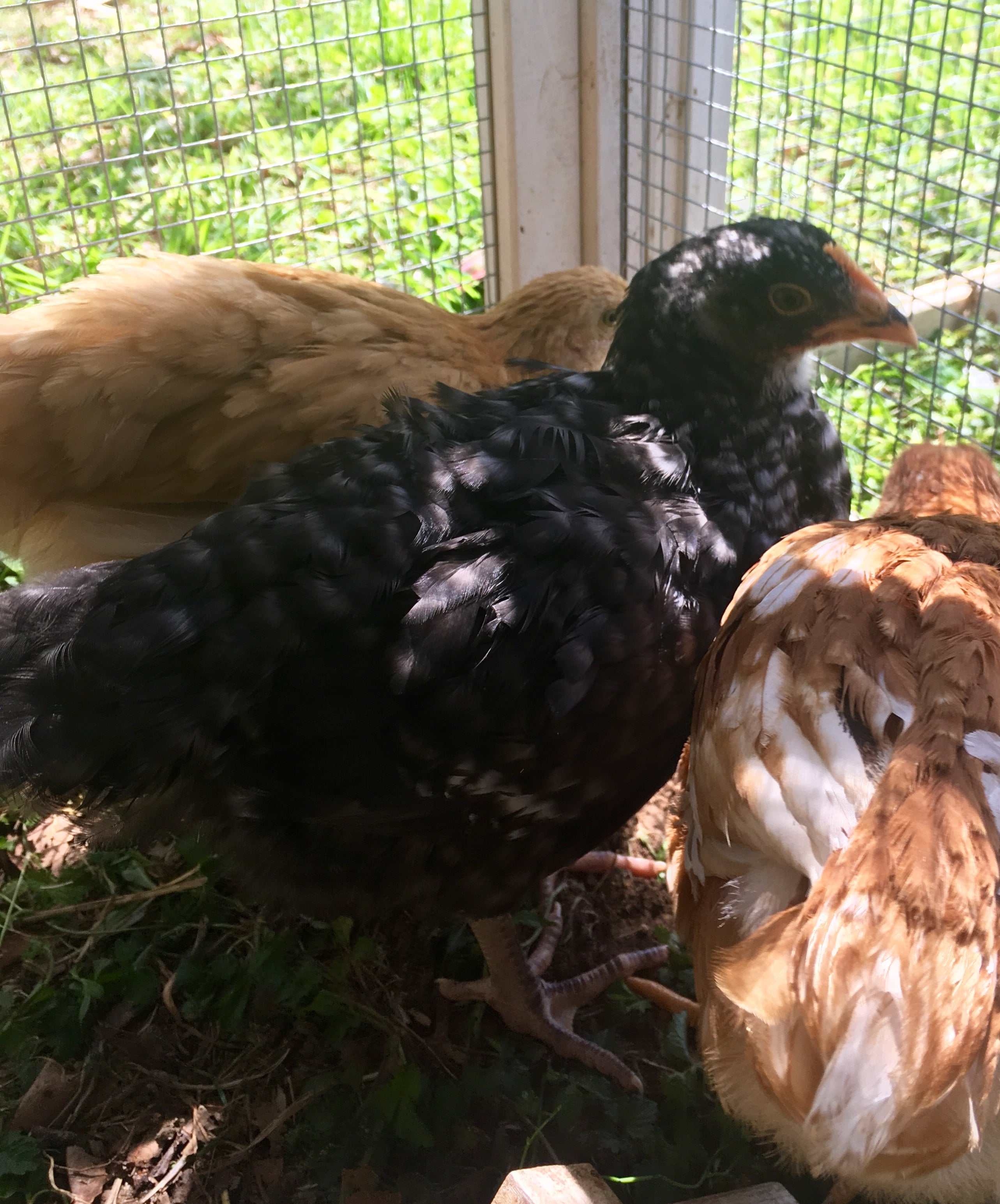 6 week old cuckoo maran. Pullet or cockerel?? | BackYard Chickens ...