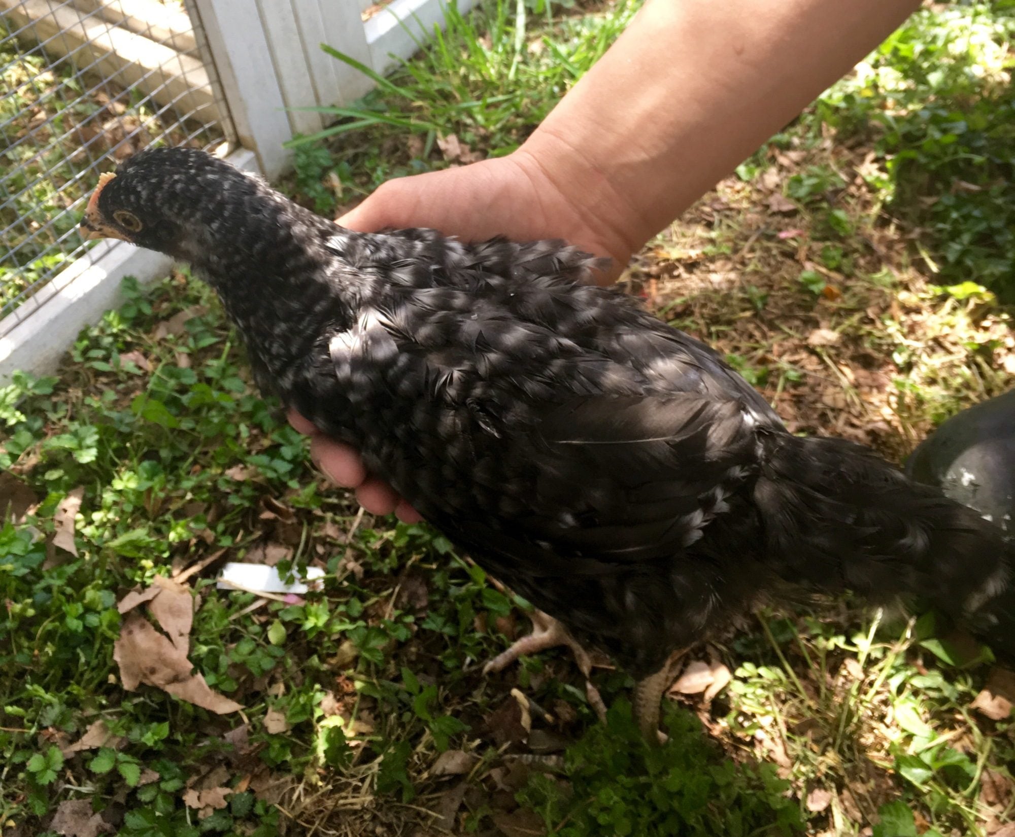 6 week old cuckoo maran. Pullet or cockerel?? | BackYard Chickens ...