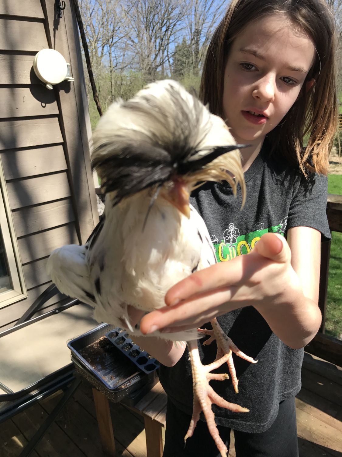 Help us determine the gender! | BackYard Chickens - Learn How to Raise ...