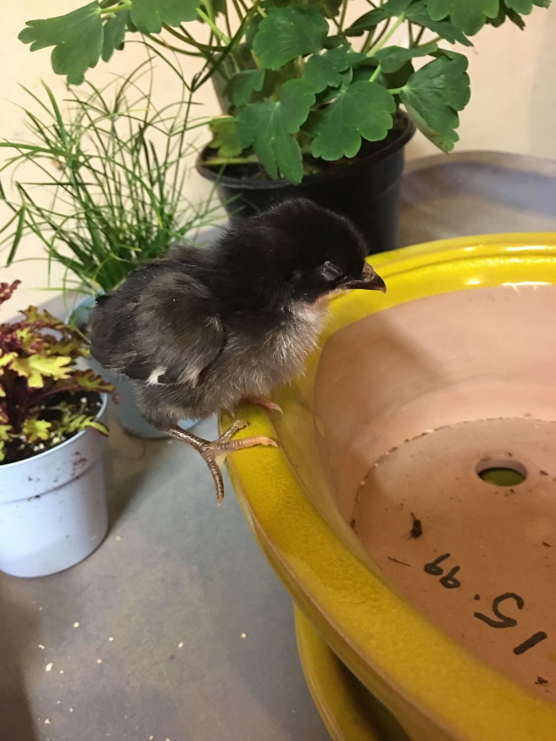 Japanese bantam, Sussex, welsummer, Minorca? | BackYard Chickens ...