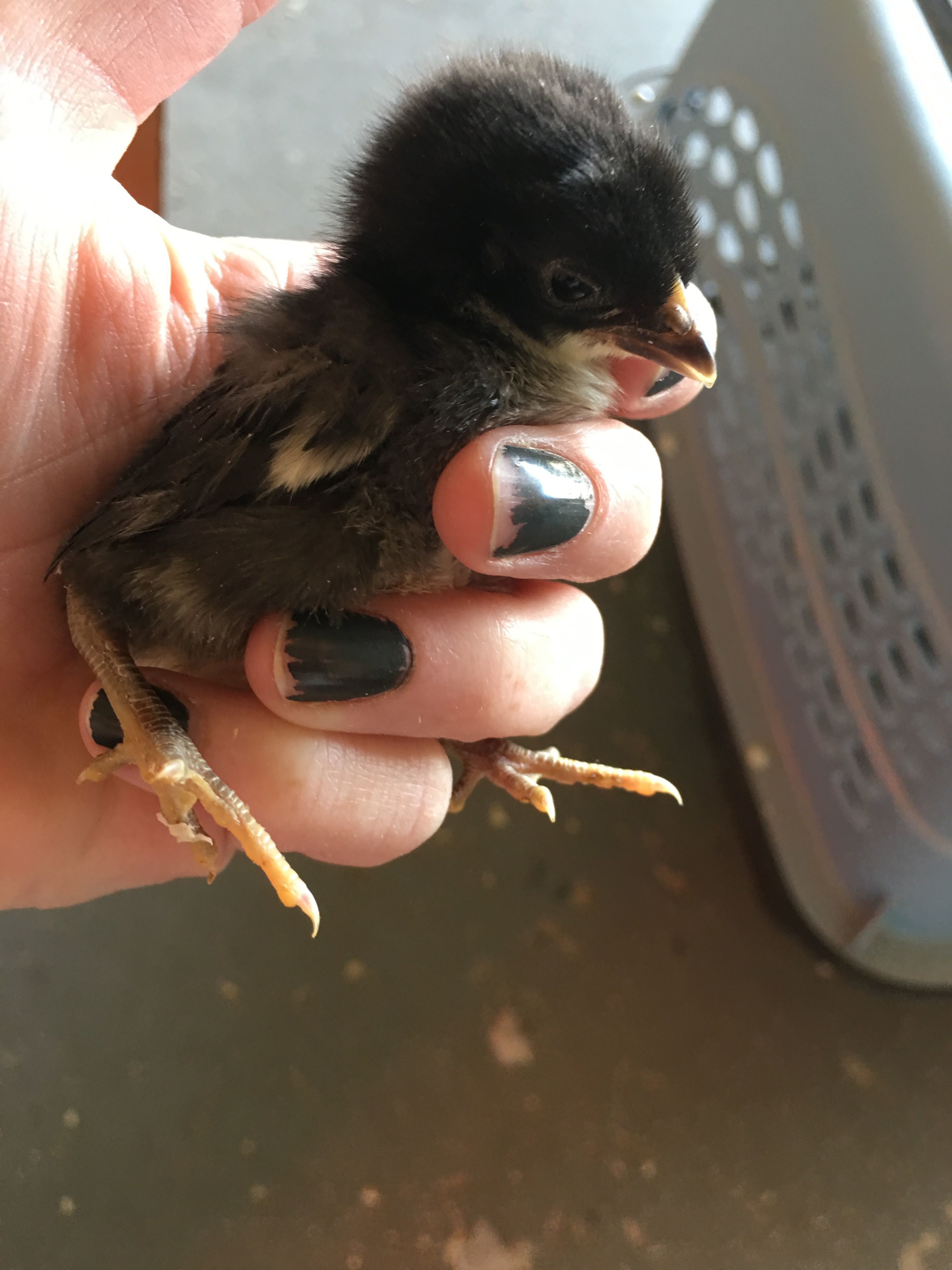 Japanese bantam, Sussex, welsummer, Minorca? | BackYard Chickens ...