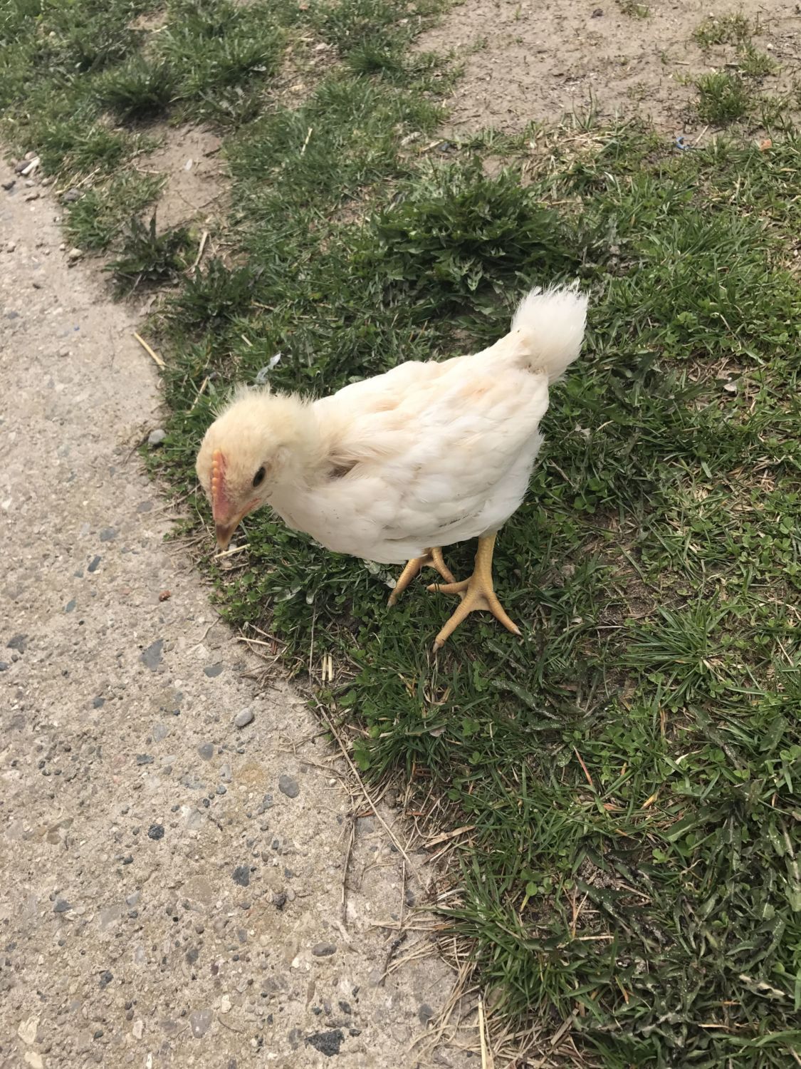 ISA brown rooster? | BackYard Chickens - Learn How to Raise Chickens