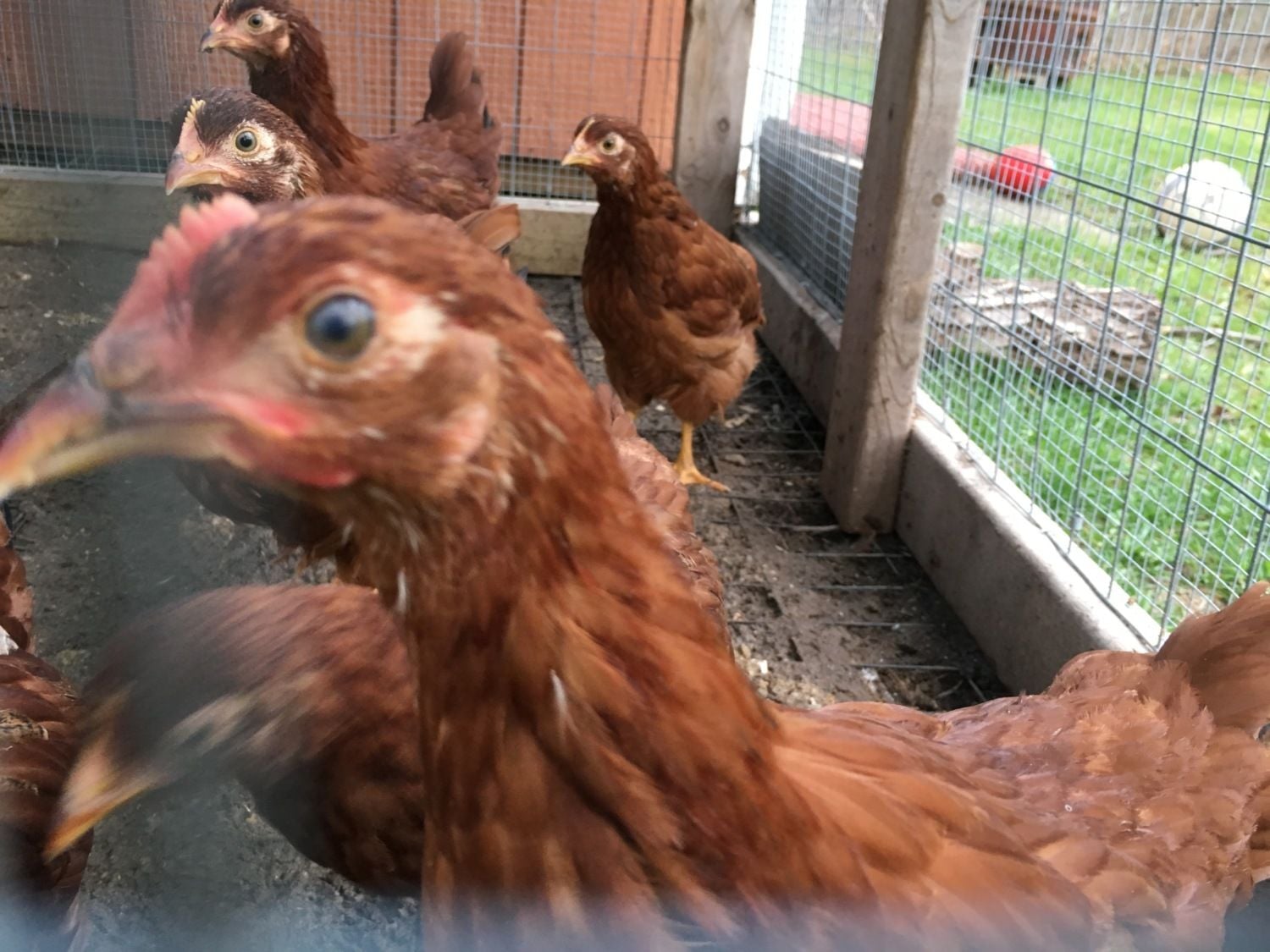 About 6 week old RIR suspected cockerel | BackYard Chickens - Learn How ...