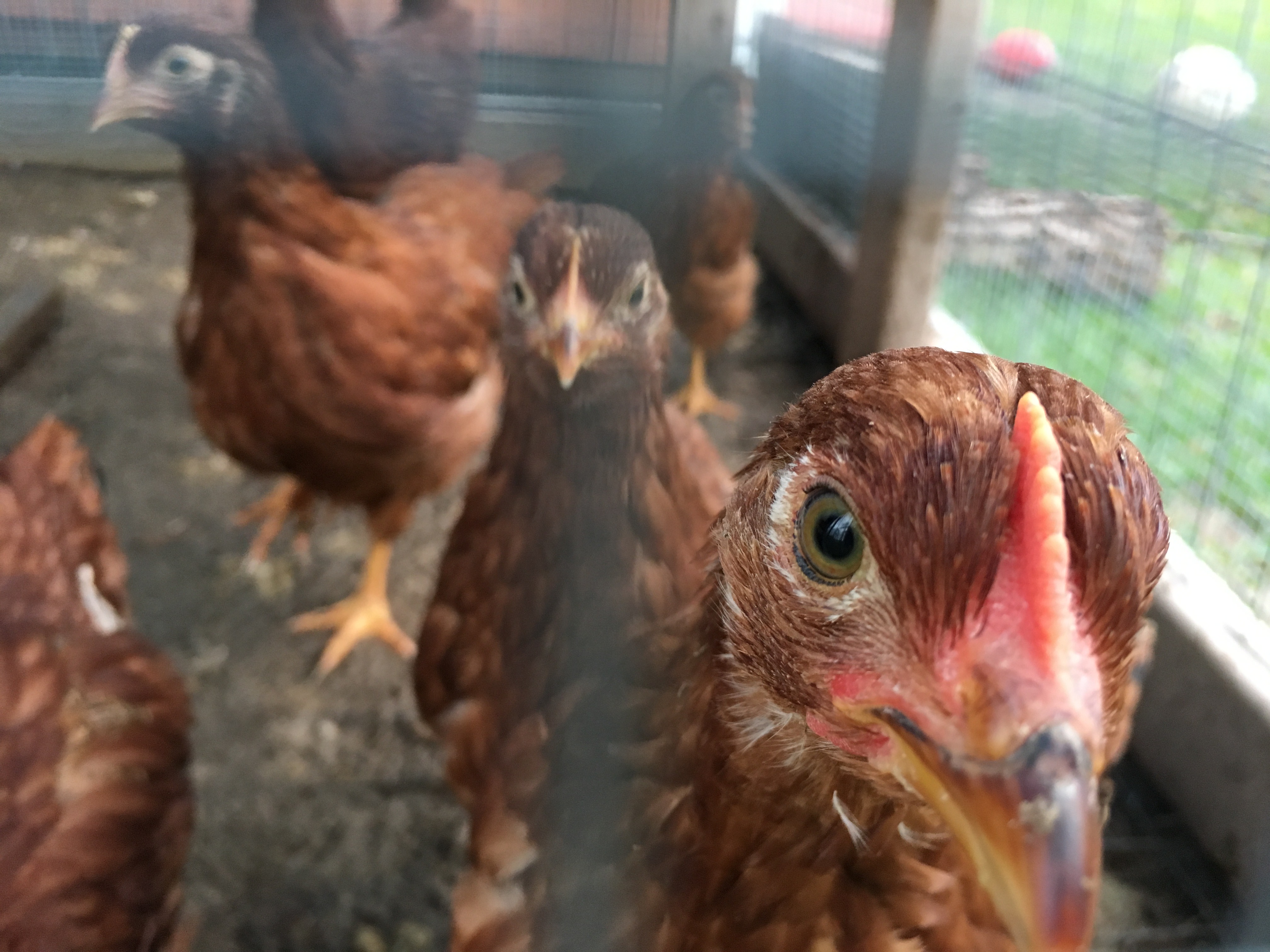 About 6 week old RIR suspected cockerel | BackYard Chickens - Learn How ...