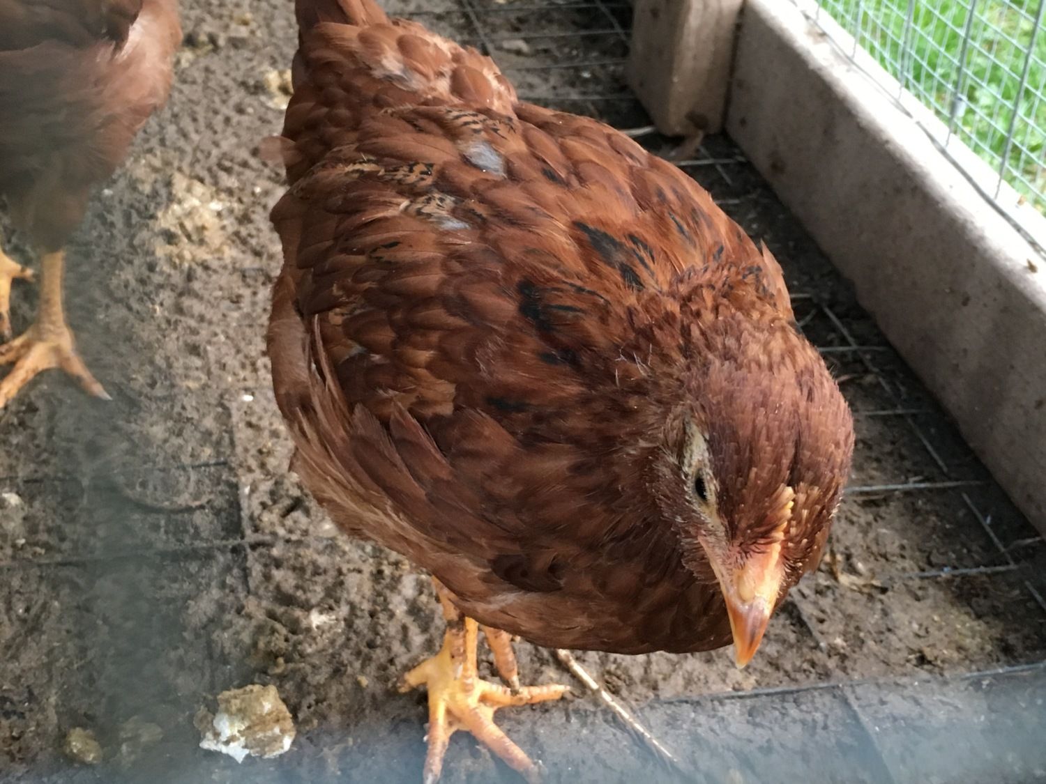 About 6 week old RIR suspected cockerel | BackYard Chickens - Learn How ...