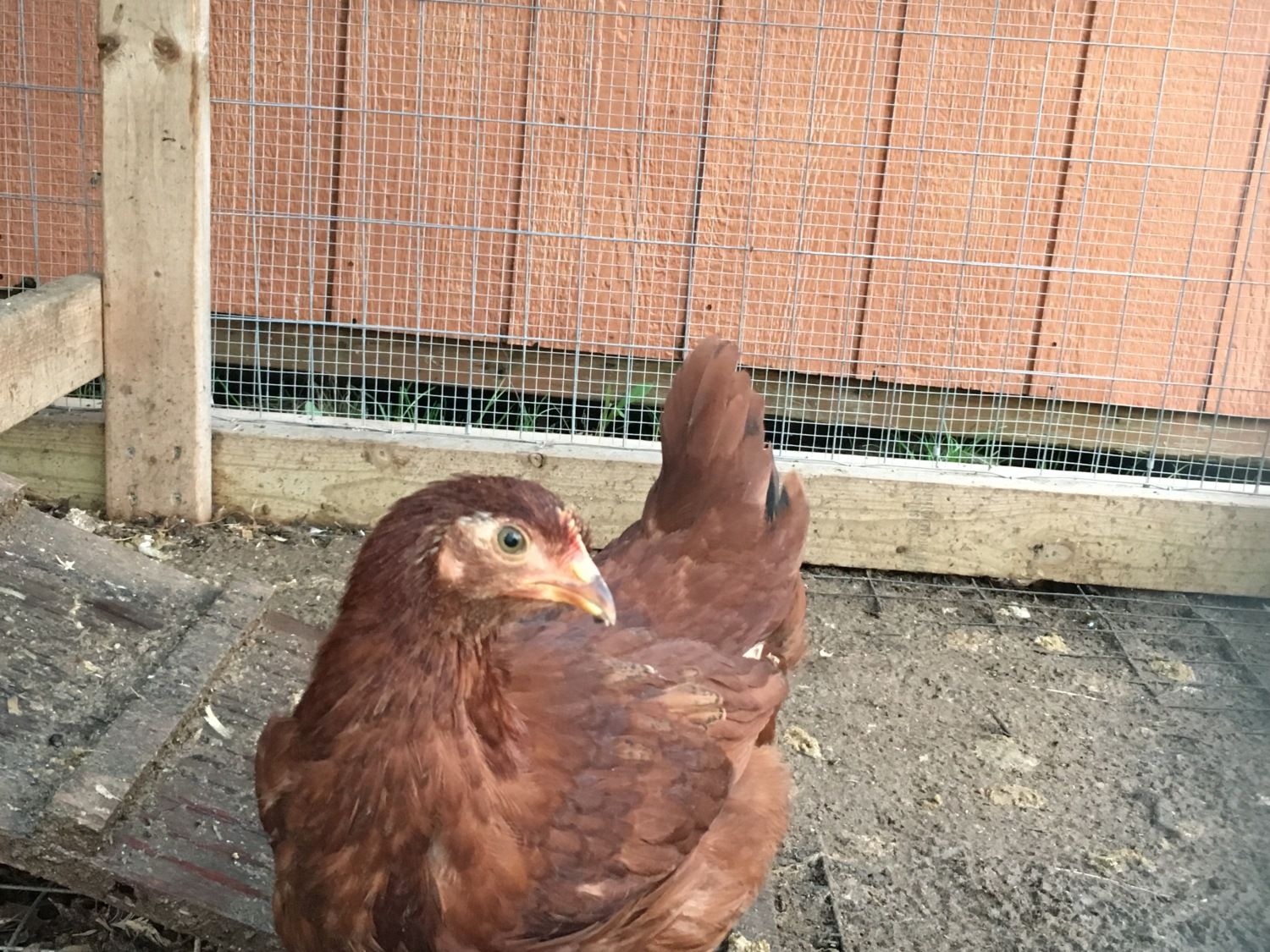 About 6 week old RIR suspected cockerel | BackYard Chickens - Learn How ...