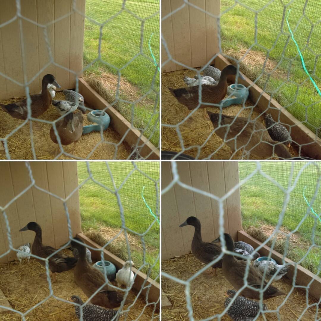 Male Or Female Khaki Campbell Ducks Backyard Chickens Learn How To Raise Chickens