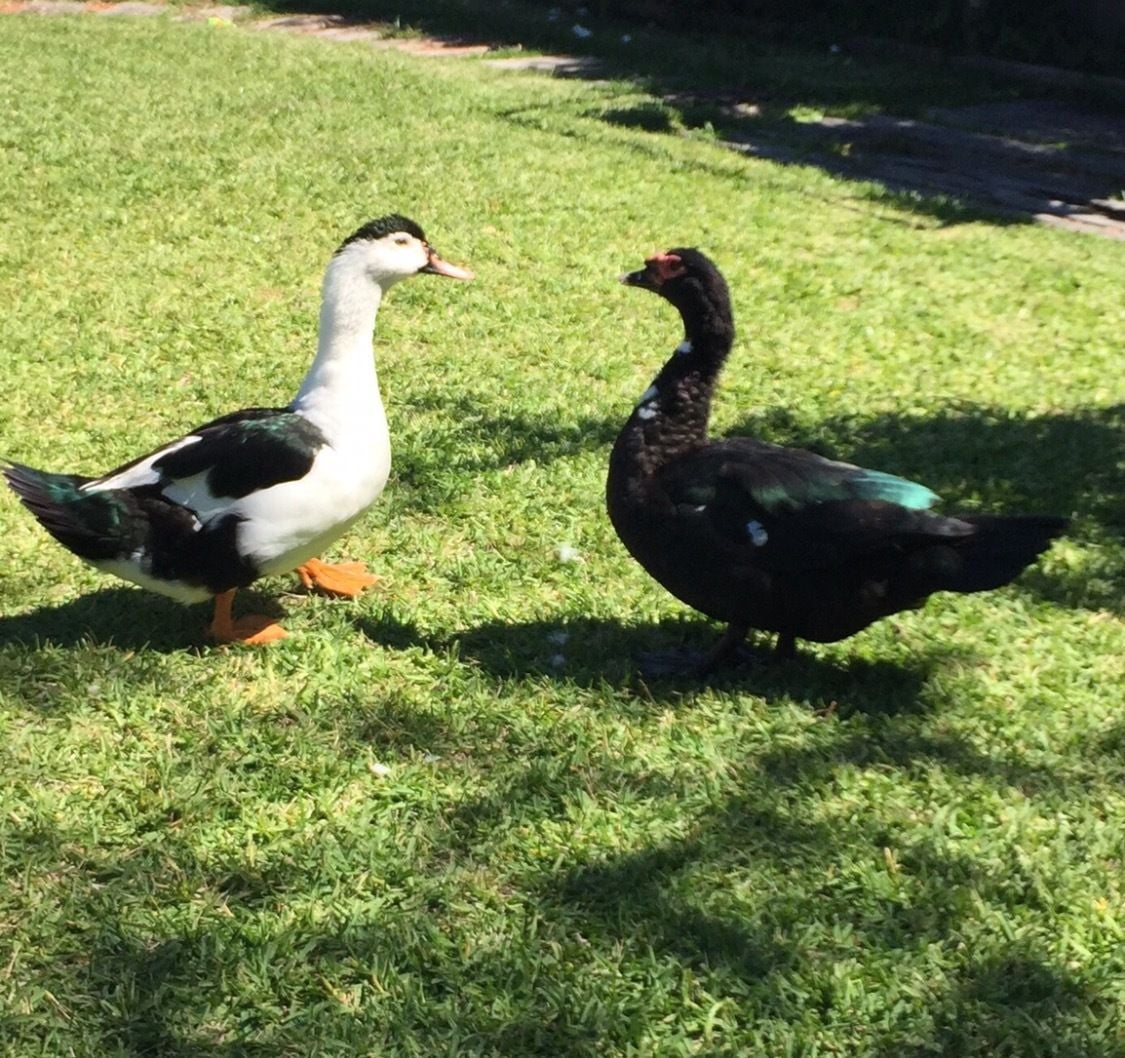 Sex of Muscovy x Indian runner | BackYard Chickens - Learn How to Raise ...